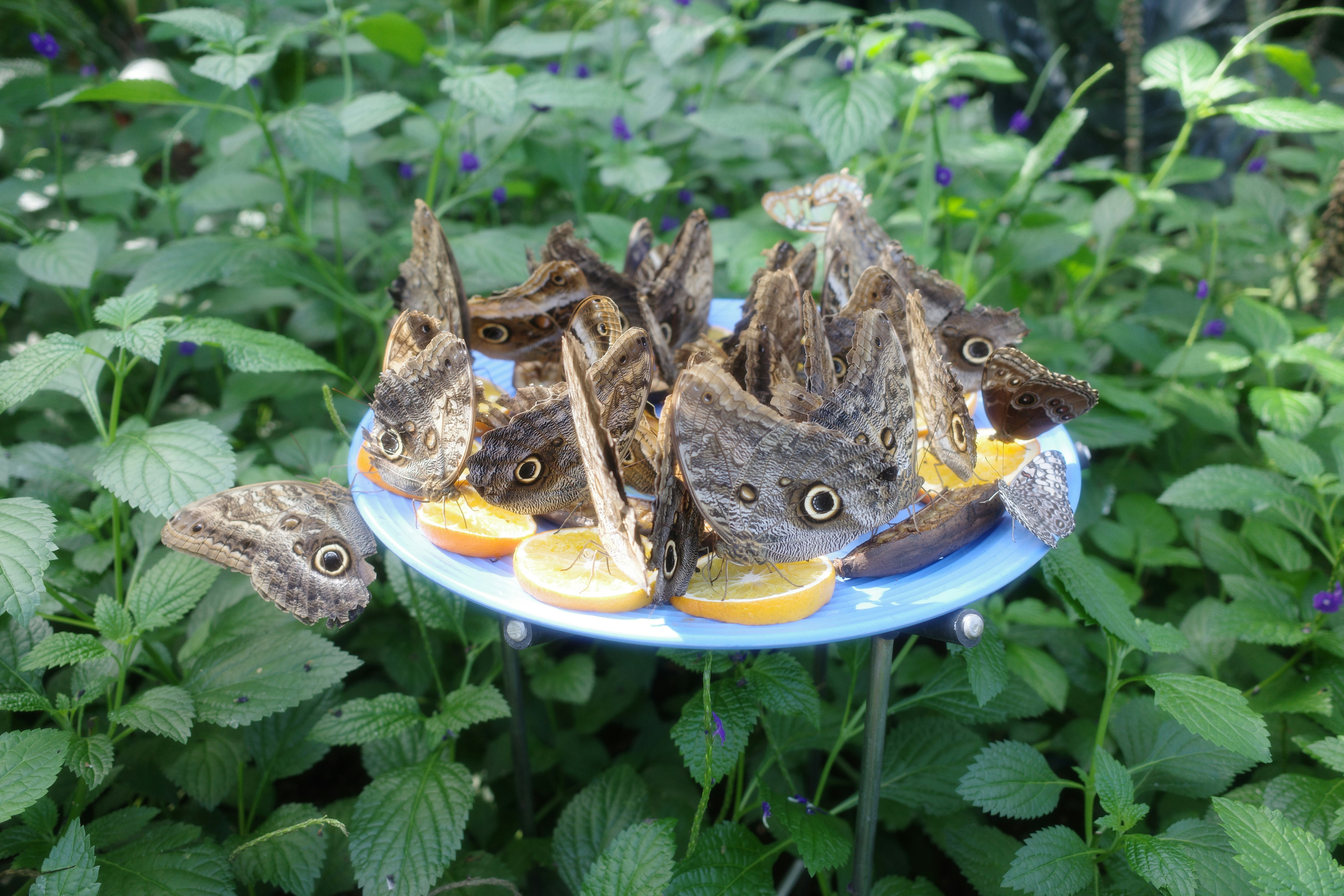 Aglow of Winged Delights: Butterflies Gathered on a Citrus Plate