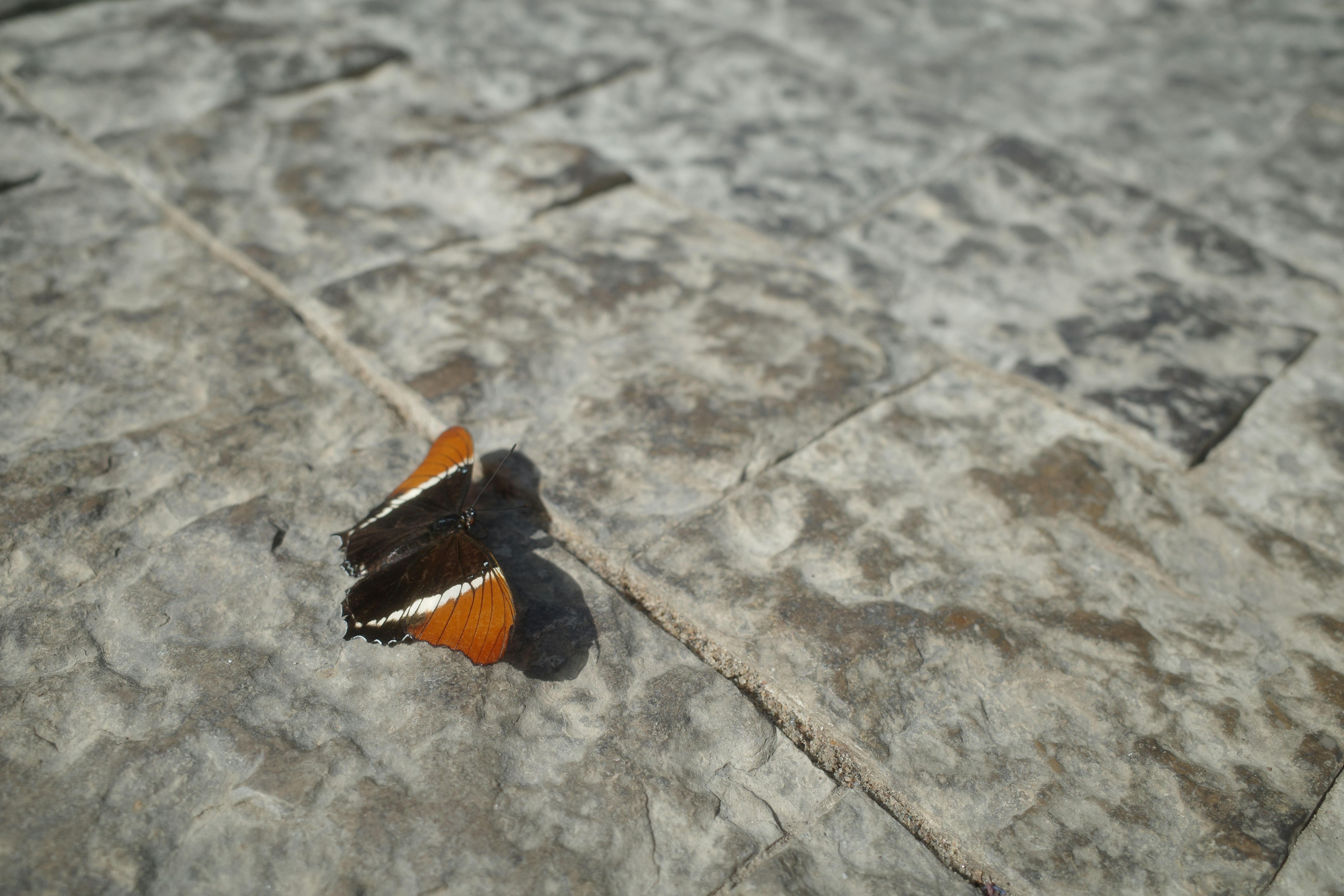 Orange-Black Butterfly on Textured Stone