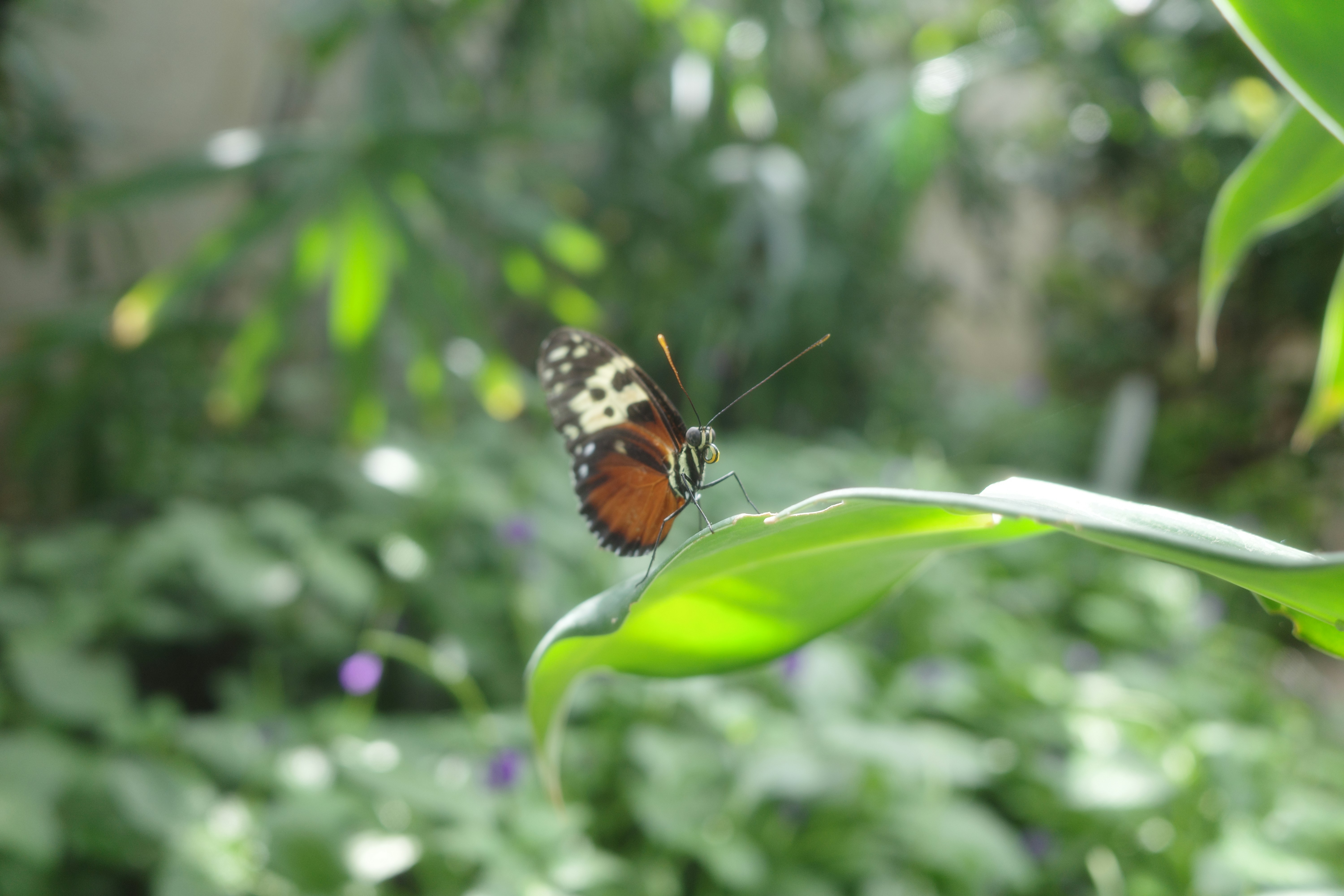 Butterfly on a Sunlit Leaf in a Lush Green Patch
