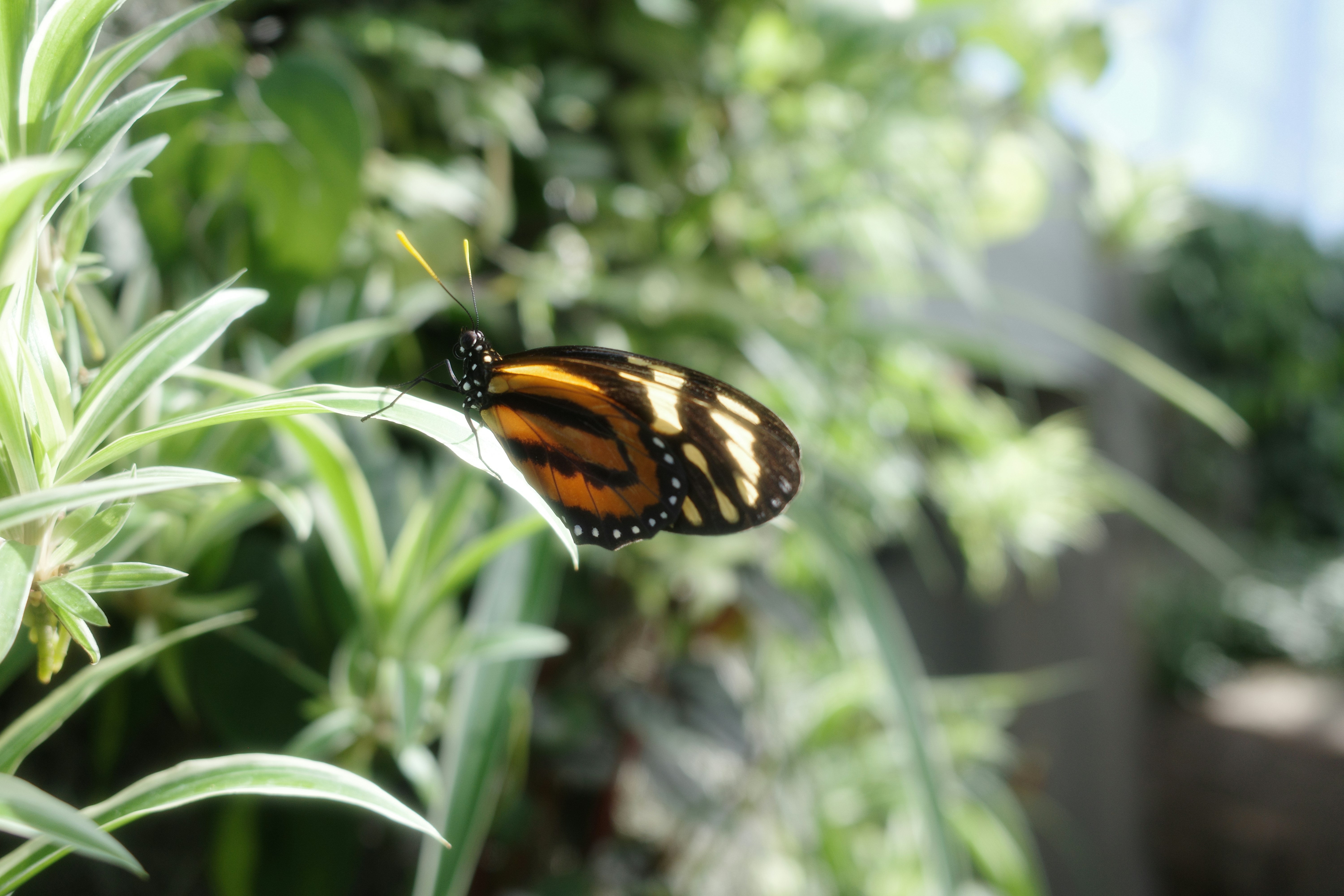 Winged Visitor on a Garden Frond