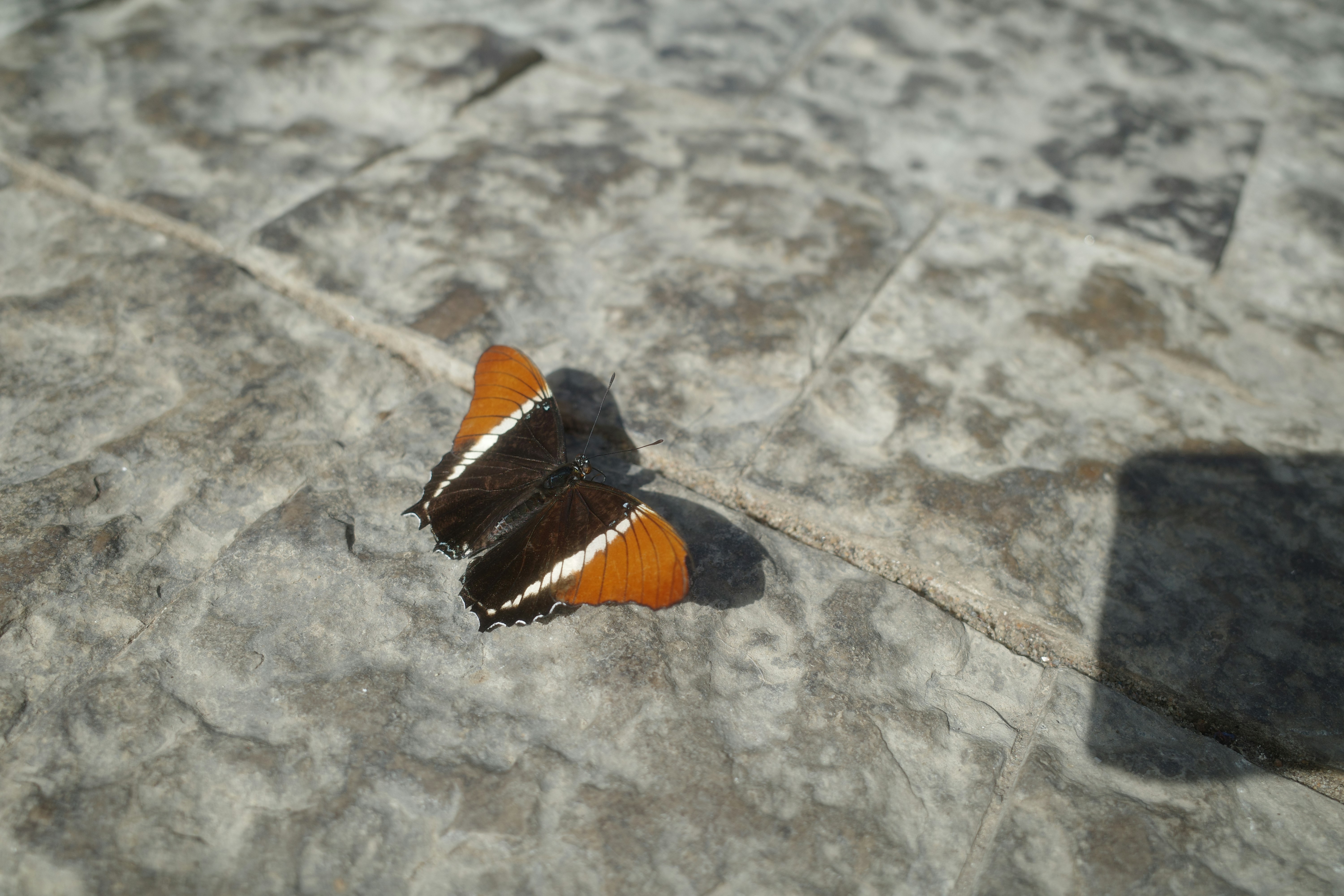 Amber Wings on Stone: A Butterfly’s Quiet Pause