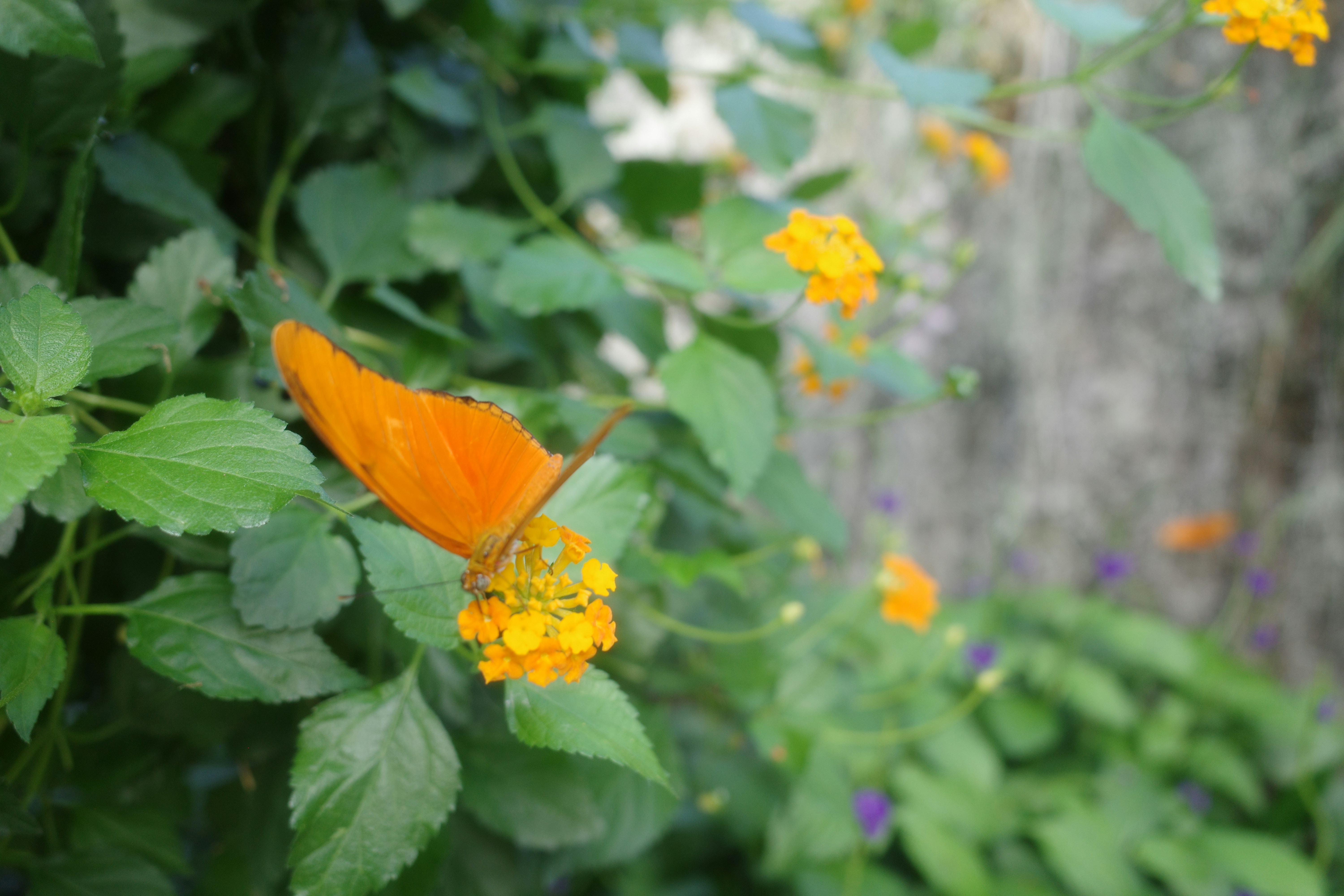 Orange Monarch Halts on a Lantern of Bloom
