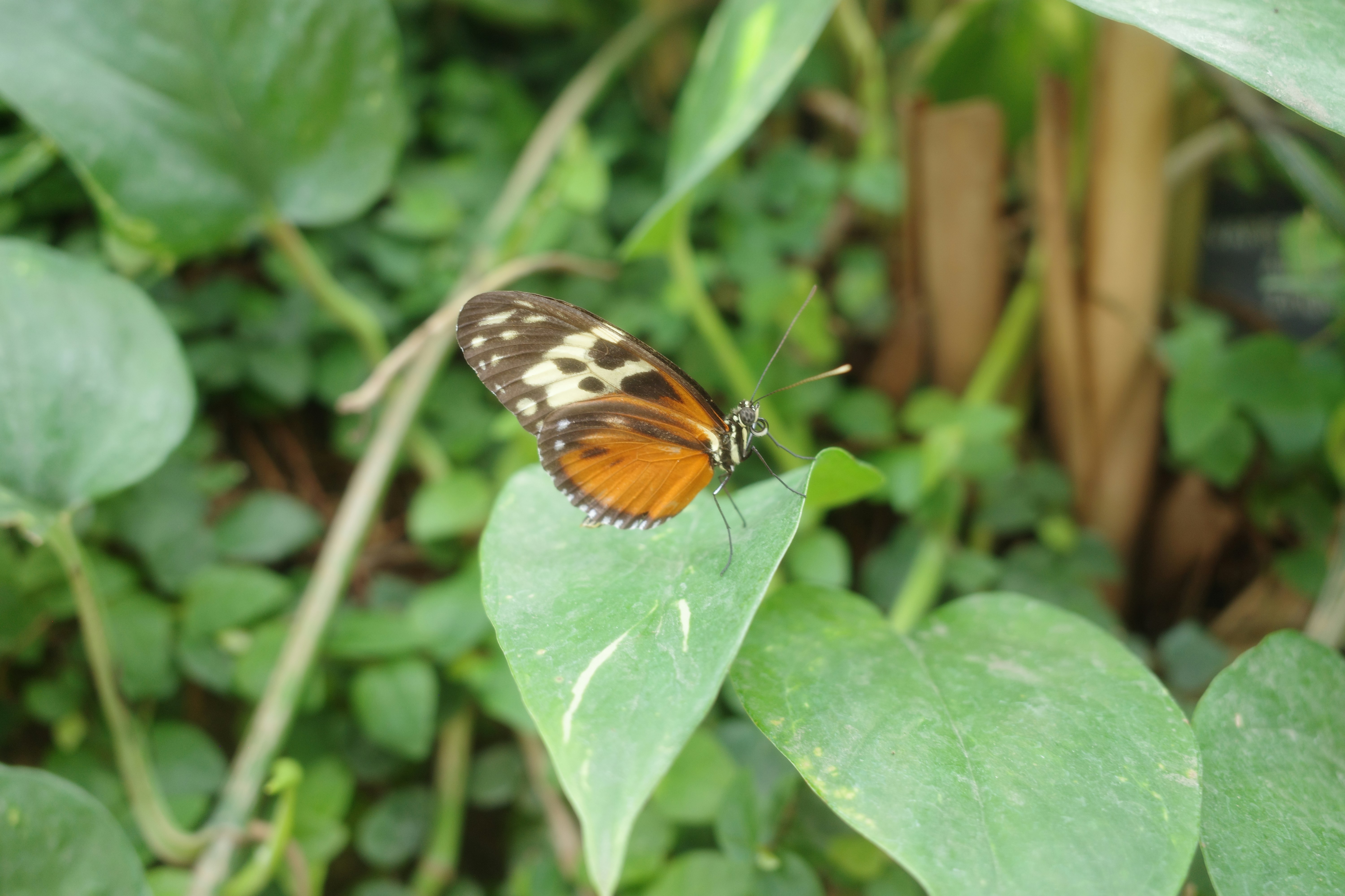 Mid-Leaf Soarer: A Painterly Butterfly Pause on Green