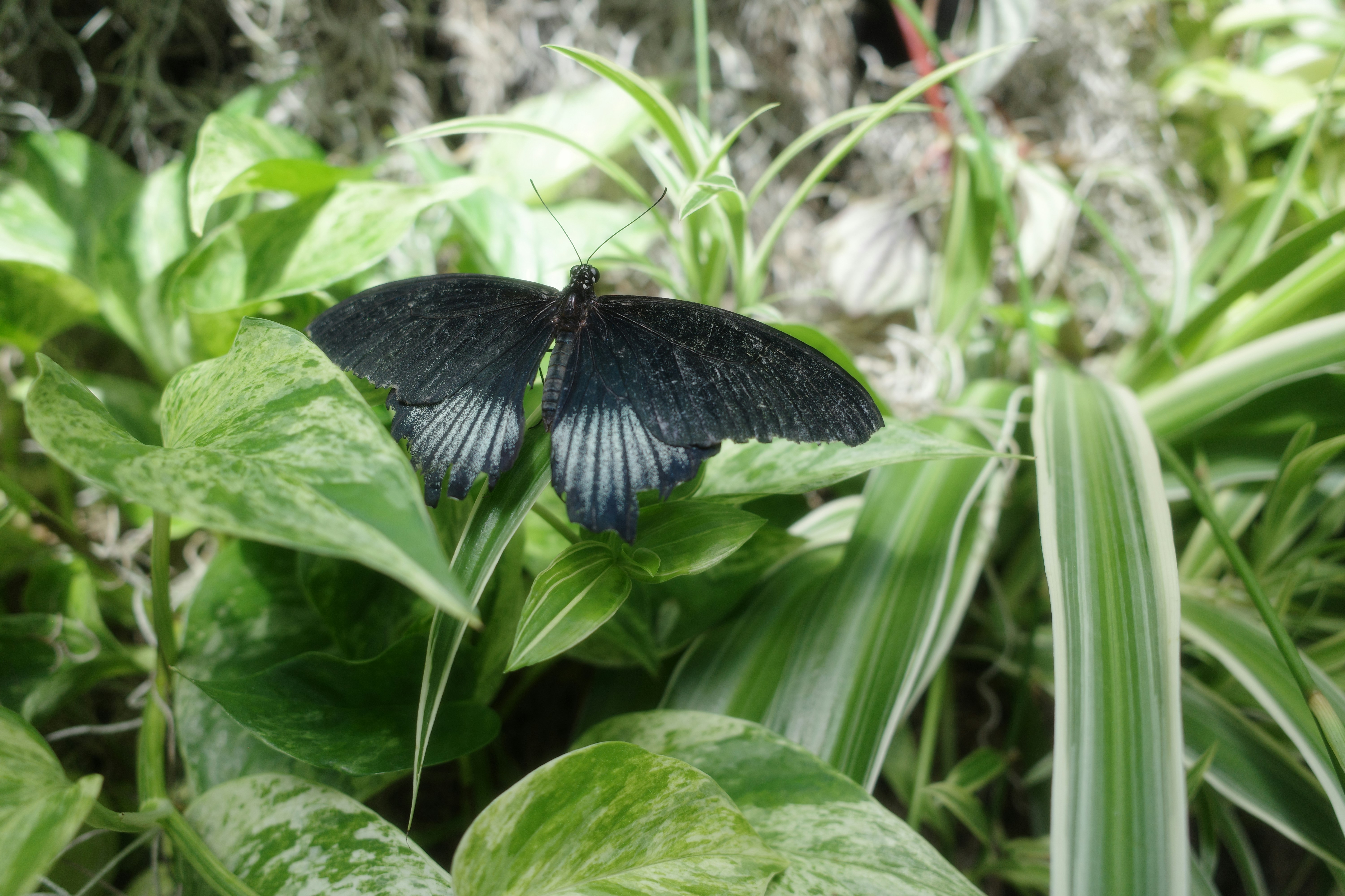 Midnight Monarch resting on variegated green leaves