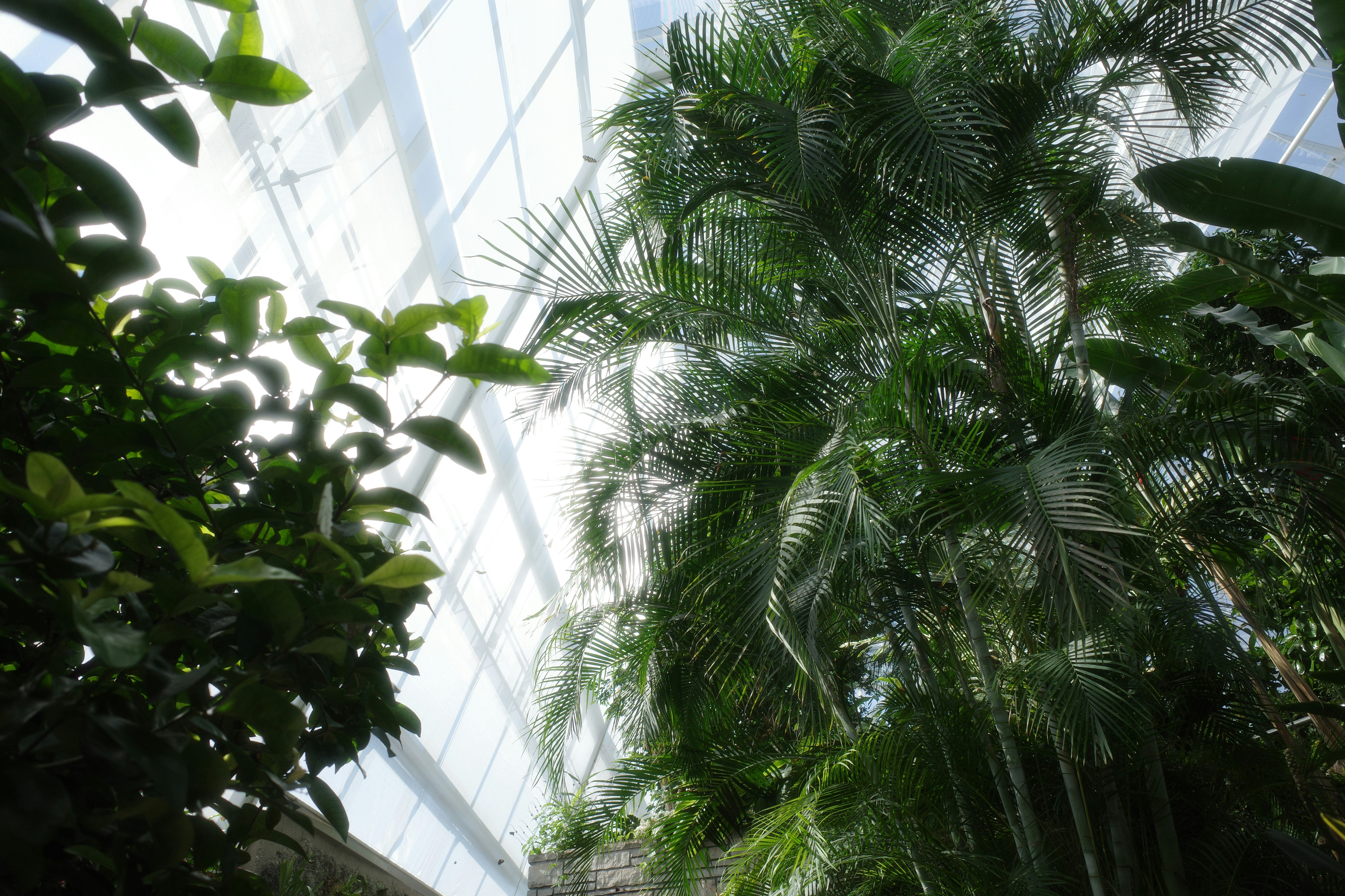 Verdant Cathedral: Sunlit tropical foliage under glass