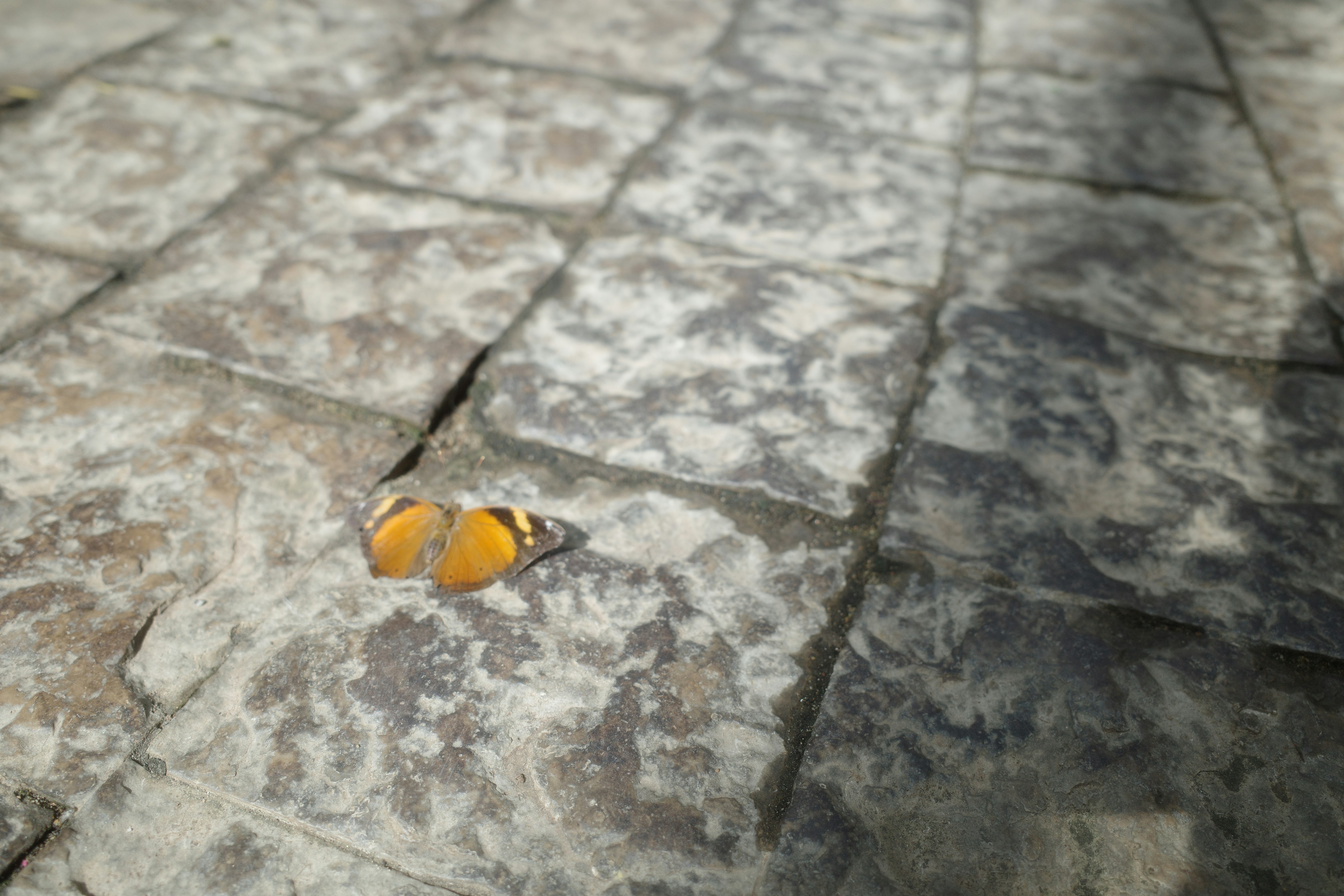 Autumn-Gold Ledge in the Cobblestone Park