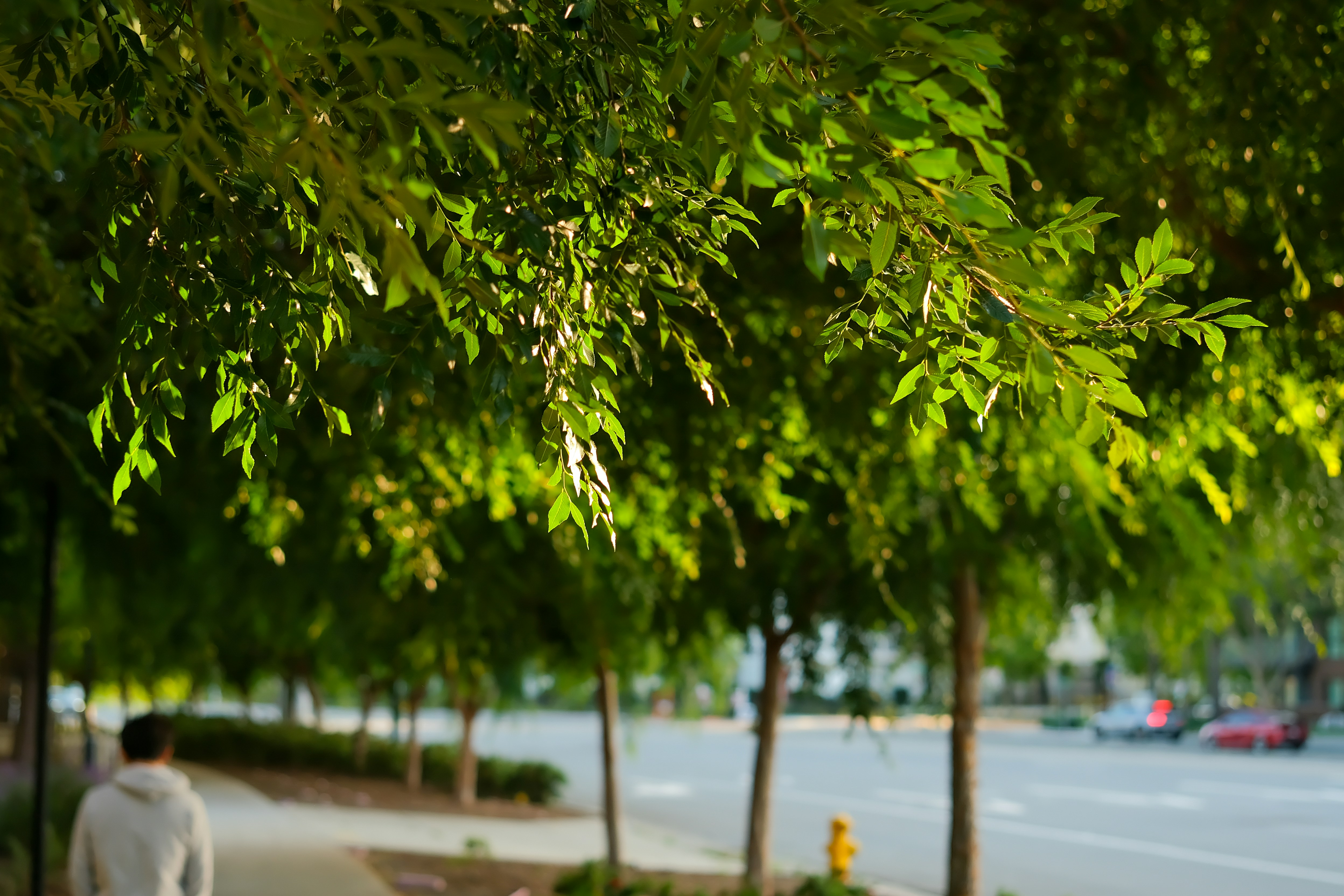 Leaves Overhang the Street: Green Canopy Framing a Quiet City Moment