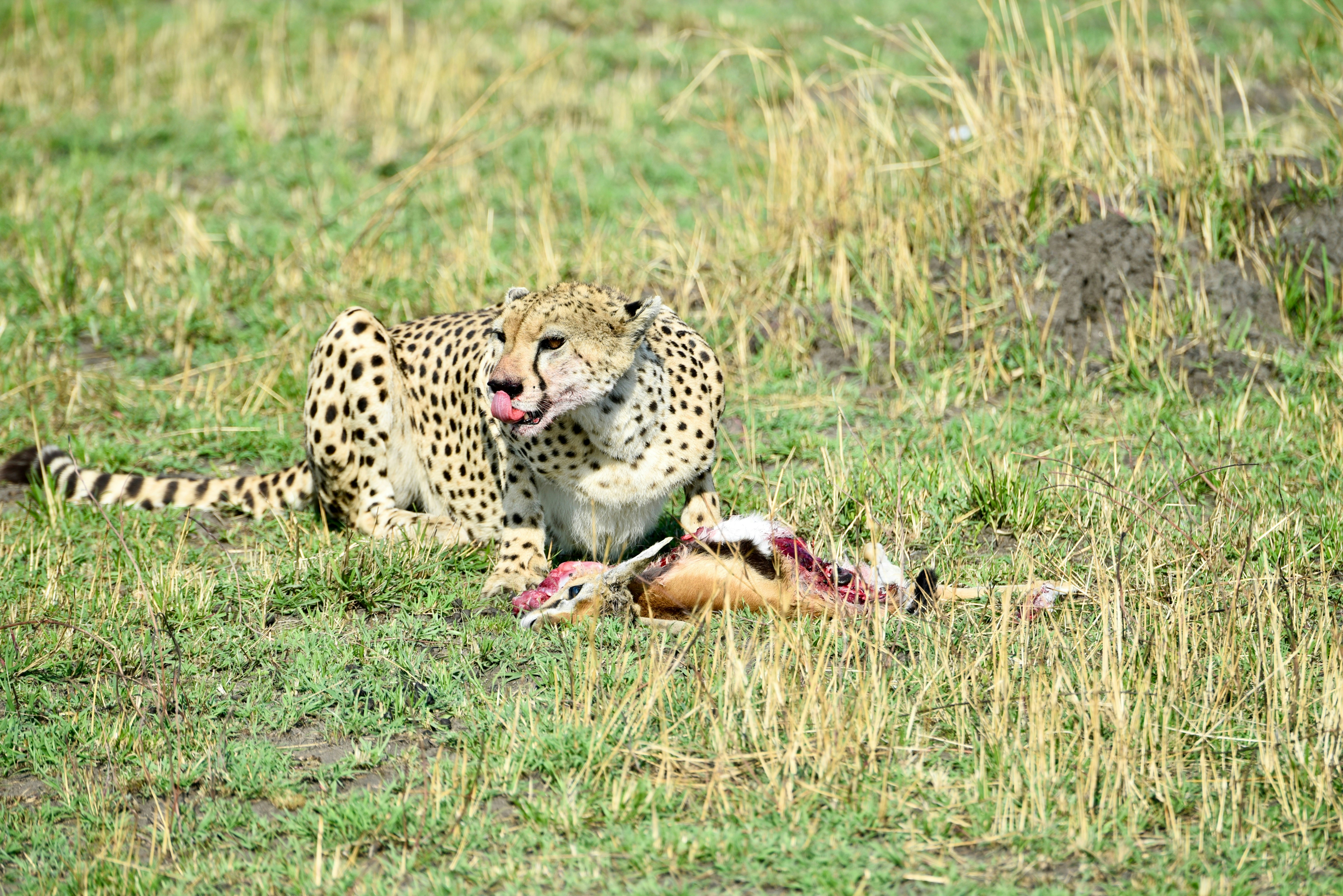 Cheetah with Fresh Kill Under Golden Grass