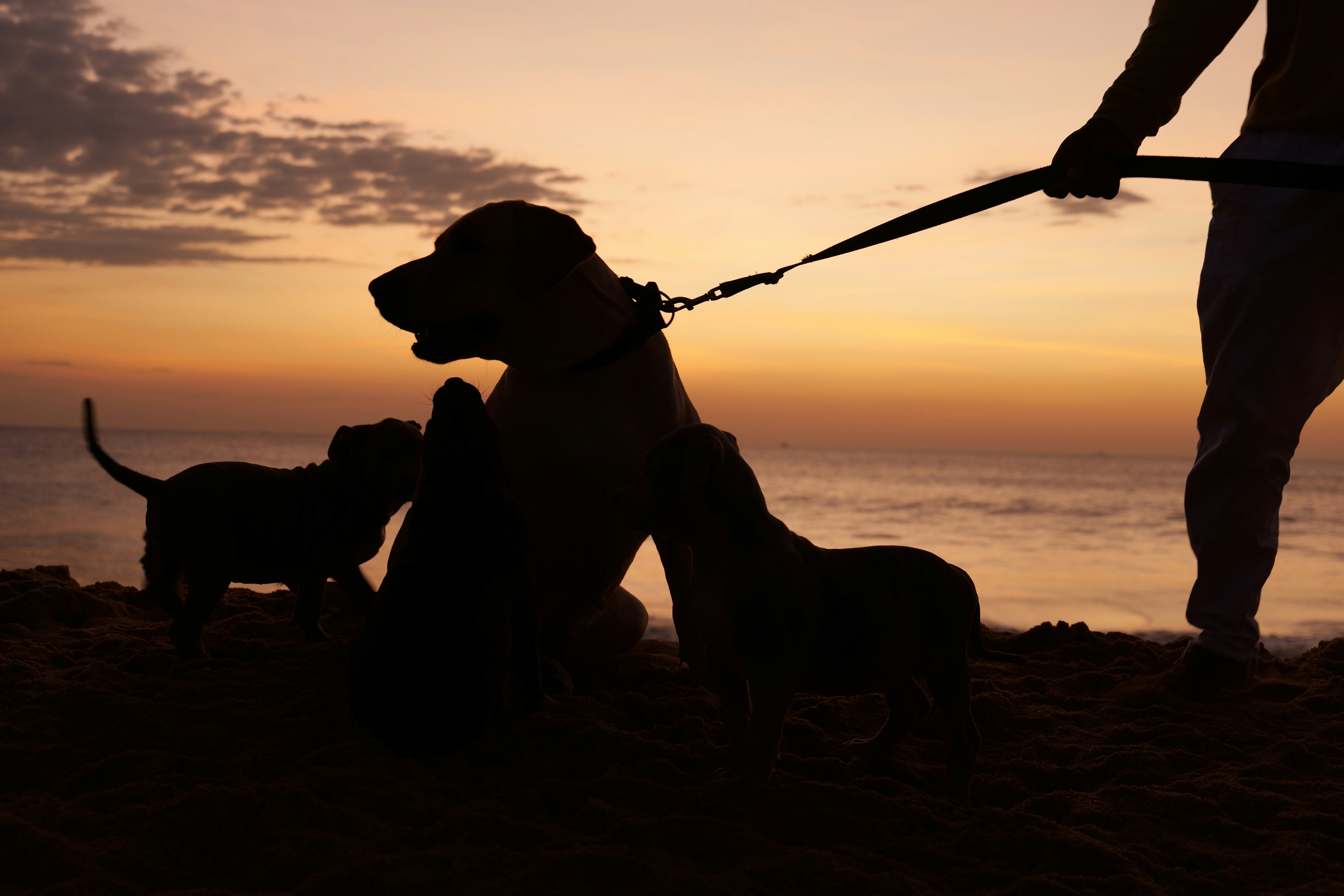 Silhouetted Beach Walk: Dogs, Sunset, and Leash in Quiet Bond