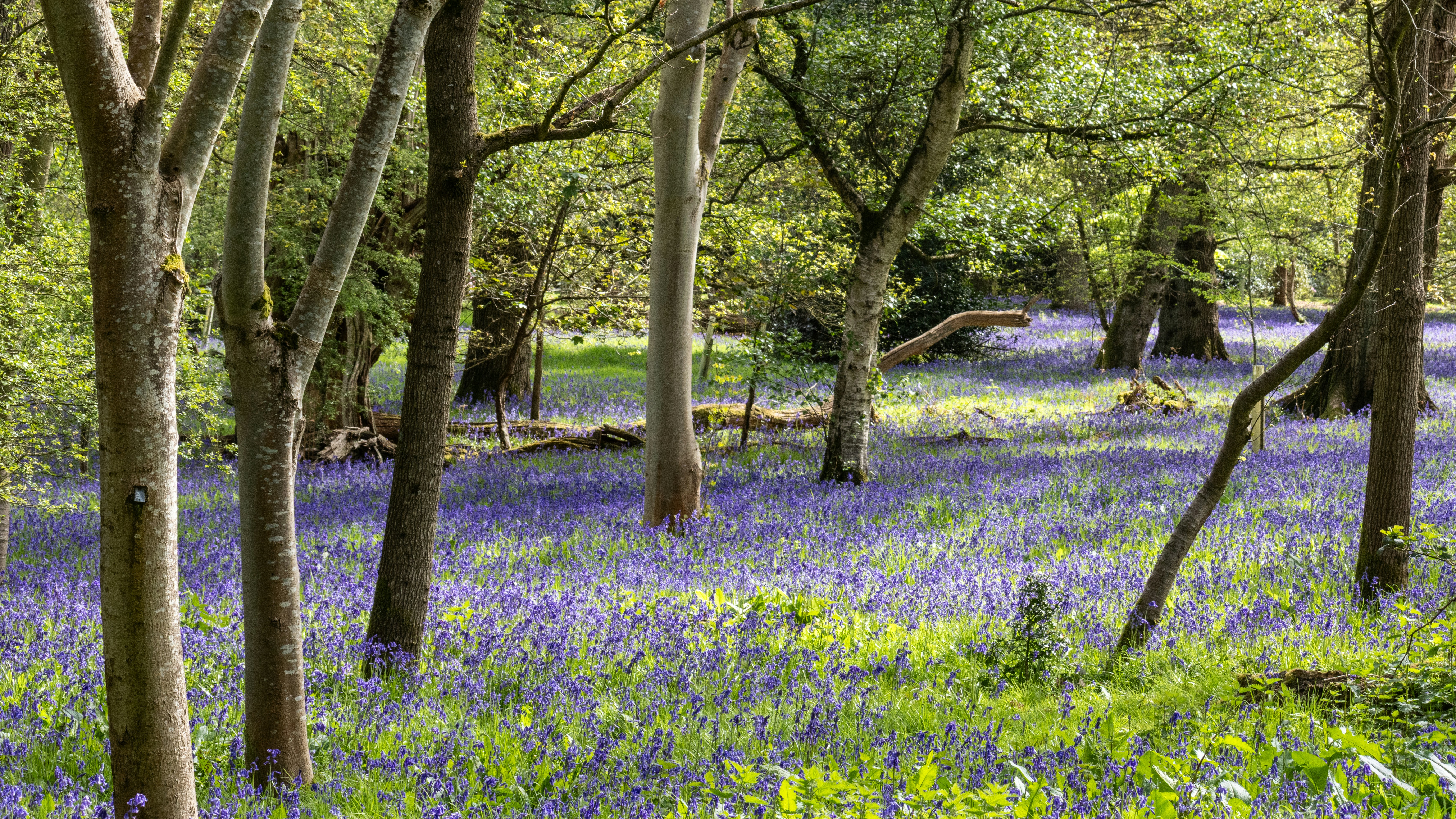 Bluebell Velvet: A Quiet Aisle Through Dappled Light