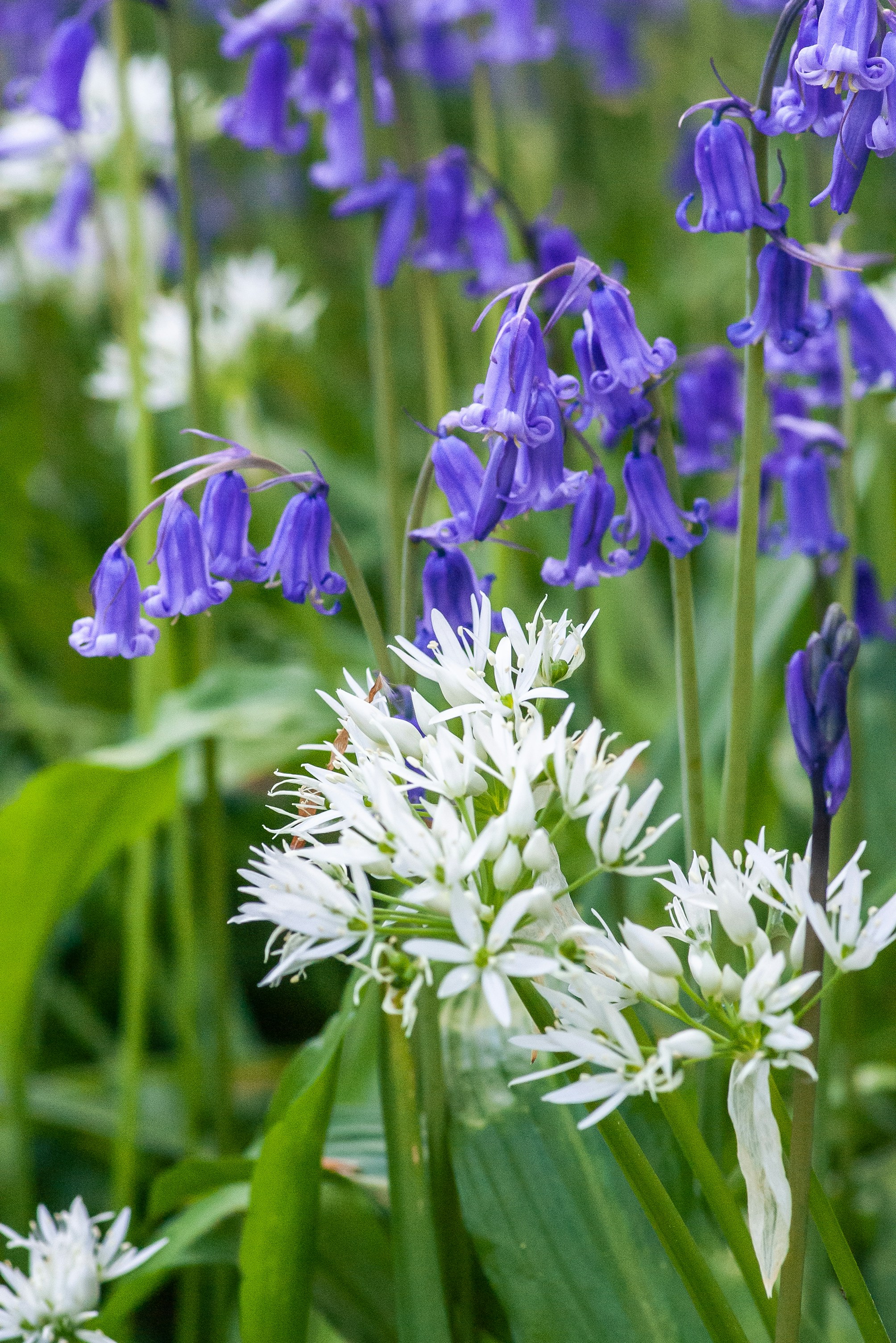 White starburst blooms meet a sea of bluebells