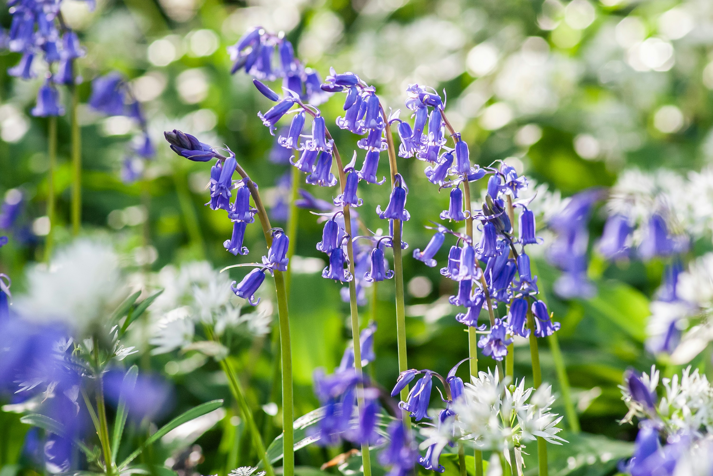 Bluebell Choir: A Garden Patch Drenched in Spring Light