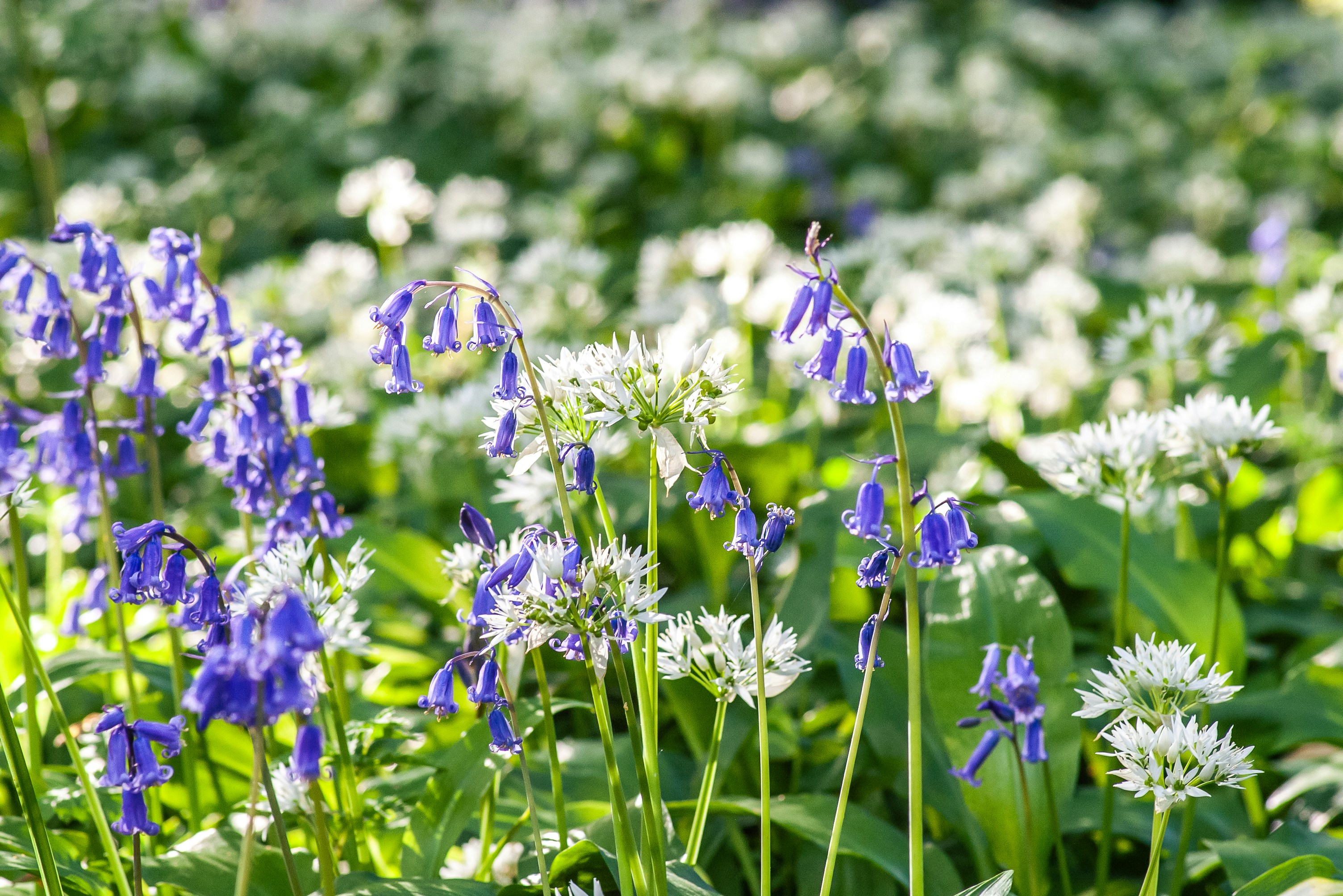 Bluebells in a Sunlit Meadow: A Tapestry of Purple and White Blooms