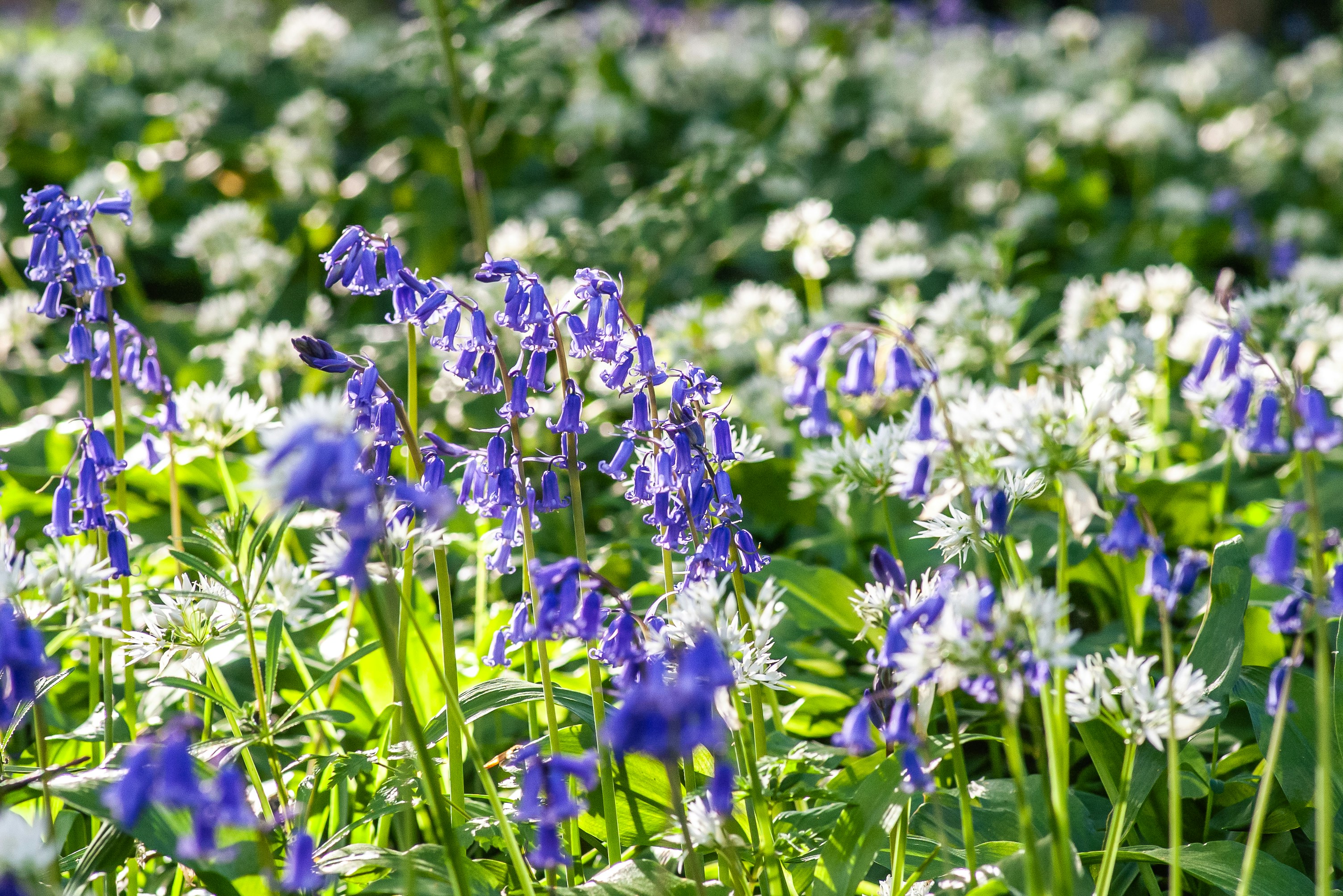 Bluebell Meadow in Sunlit Morning