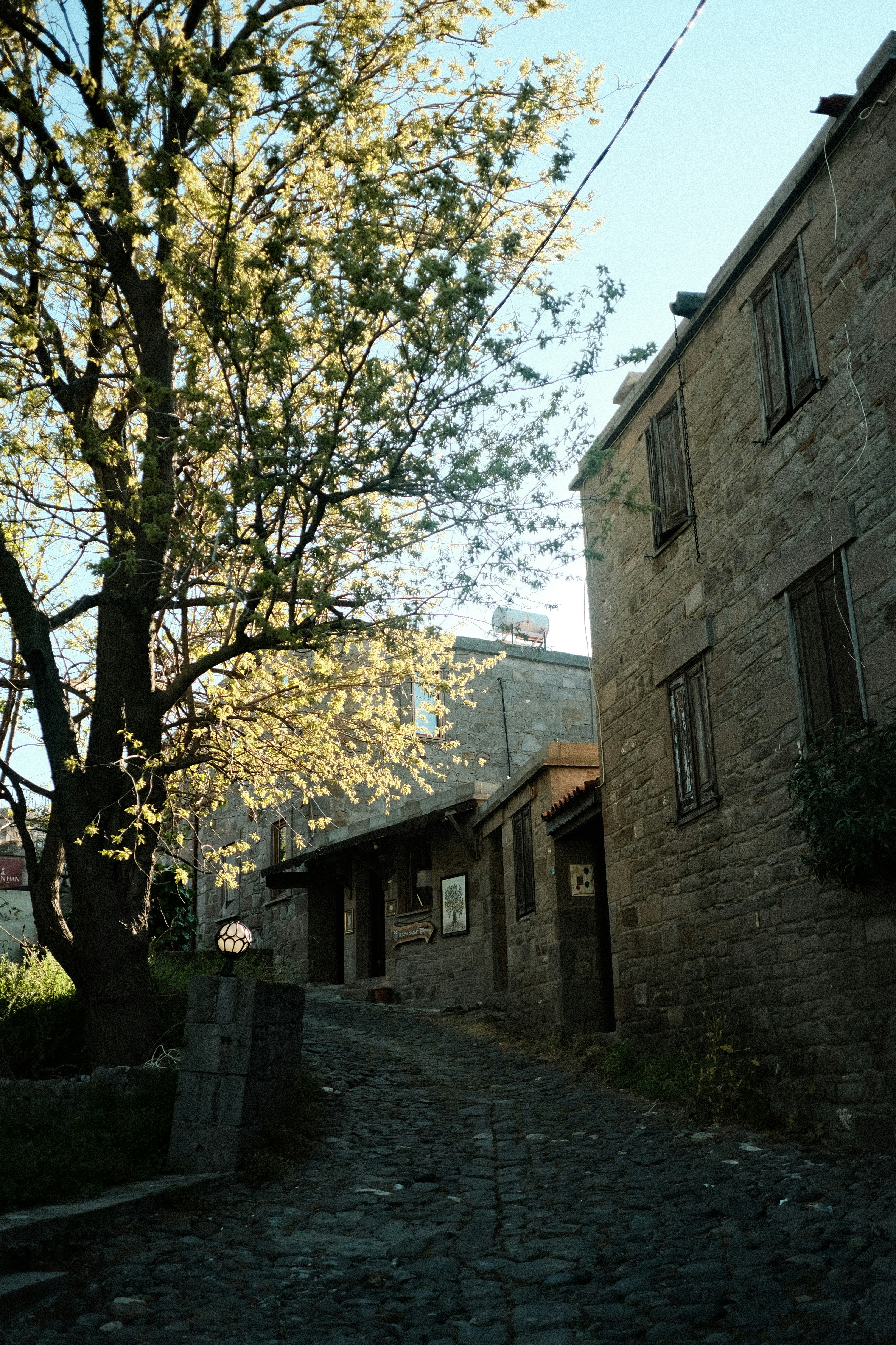 Cobbled Lane Beneath a Sunlit Tree