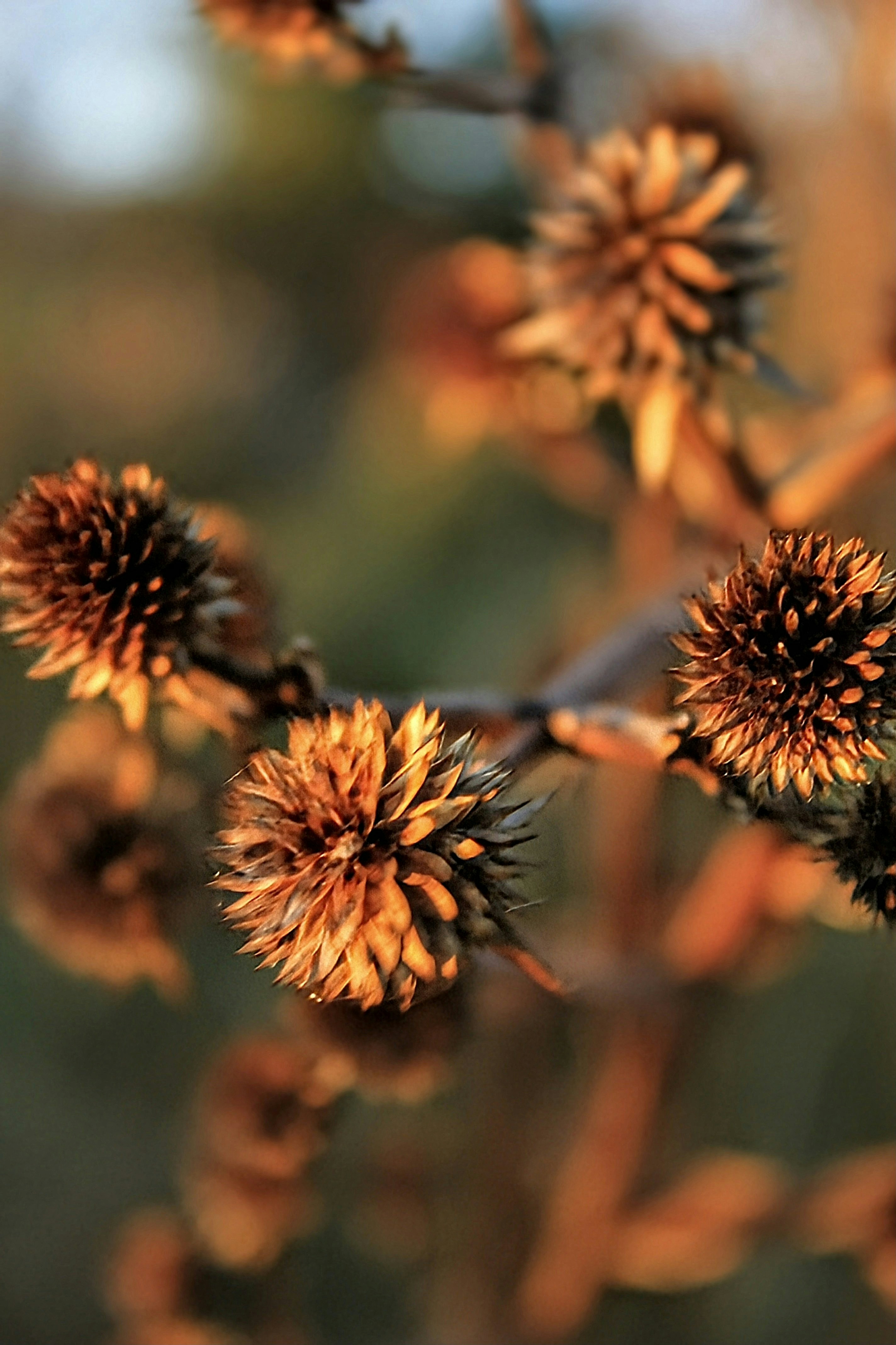 Golden Spikes in Soft Focus