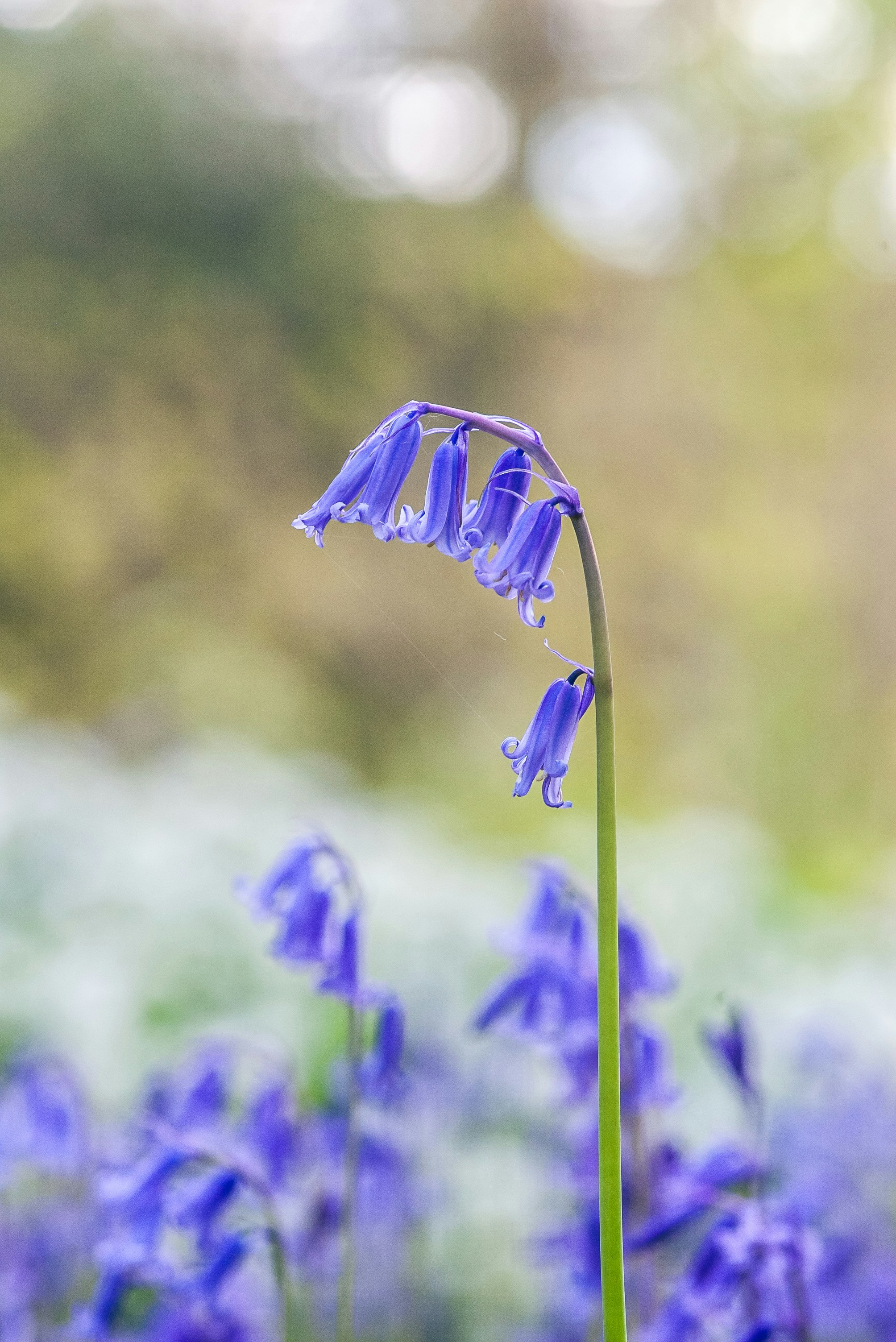 Bluebell Crest: A Single Flower in Focus Among the Blurred Meadow