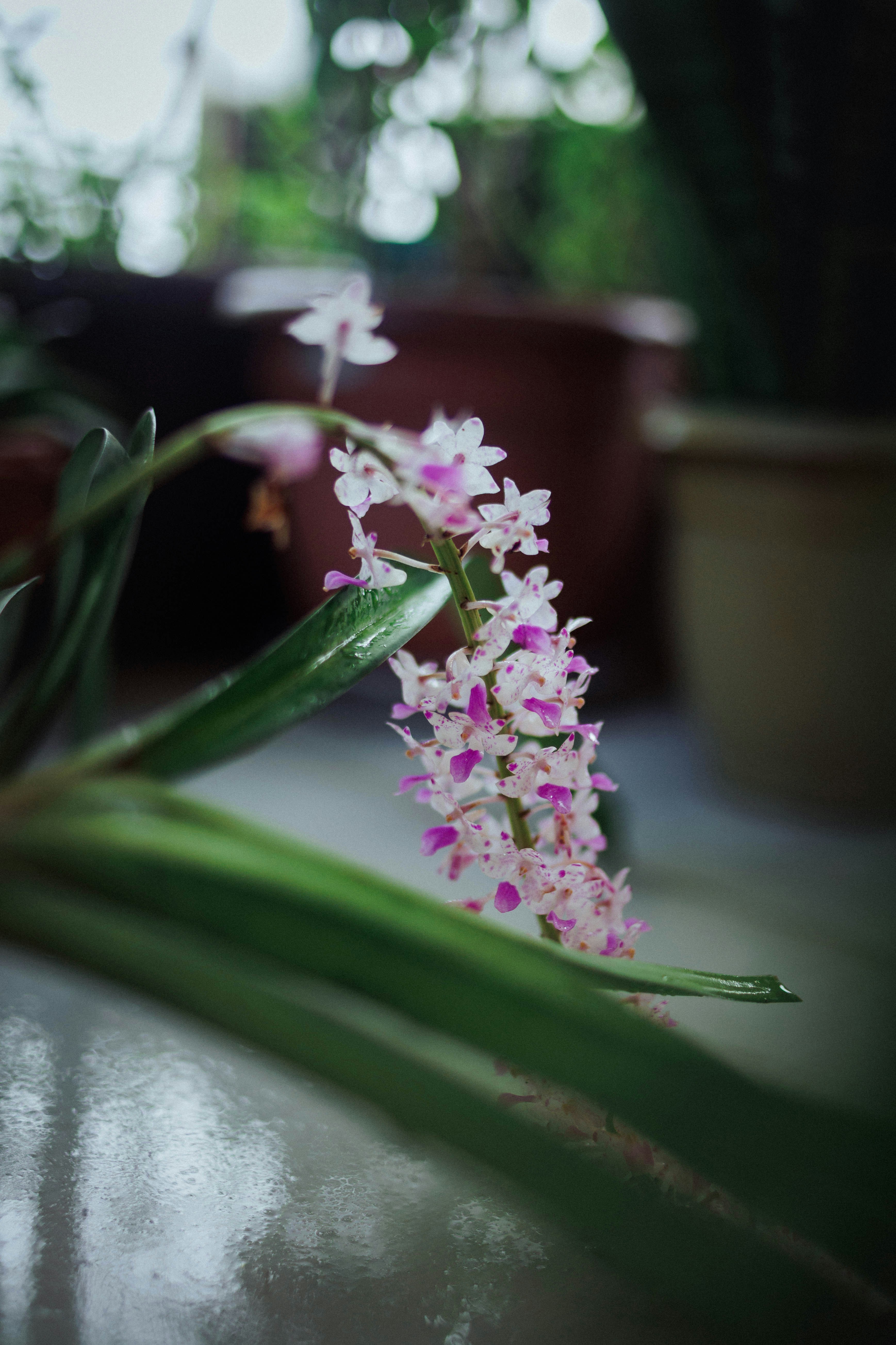 Pink-tinged orchid arch resting on a glossy surface