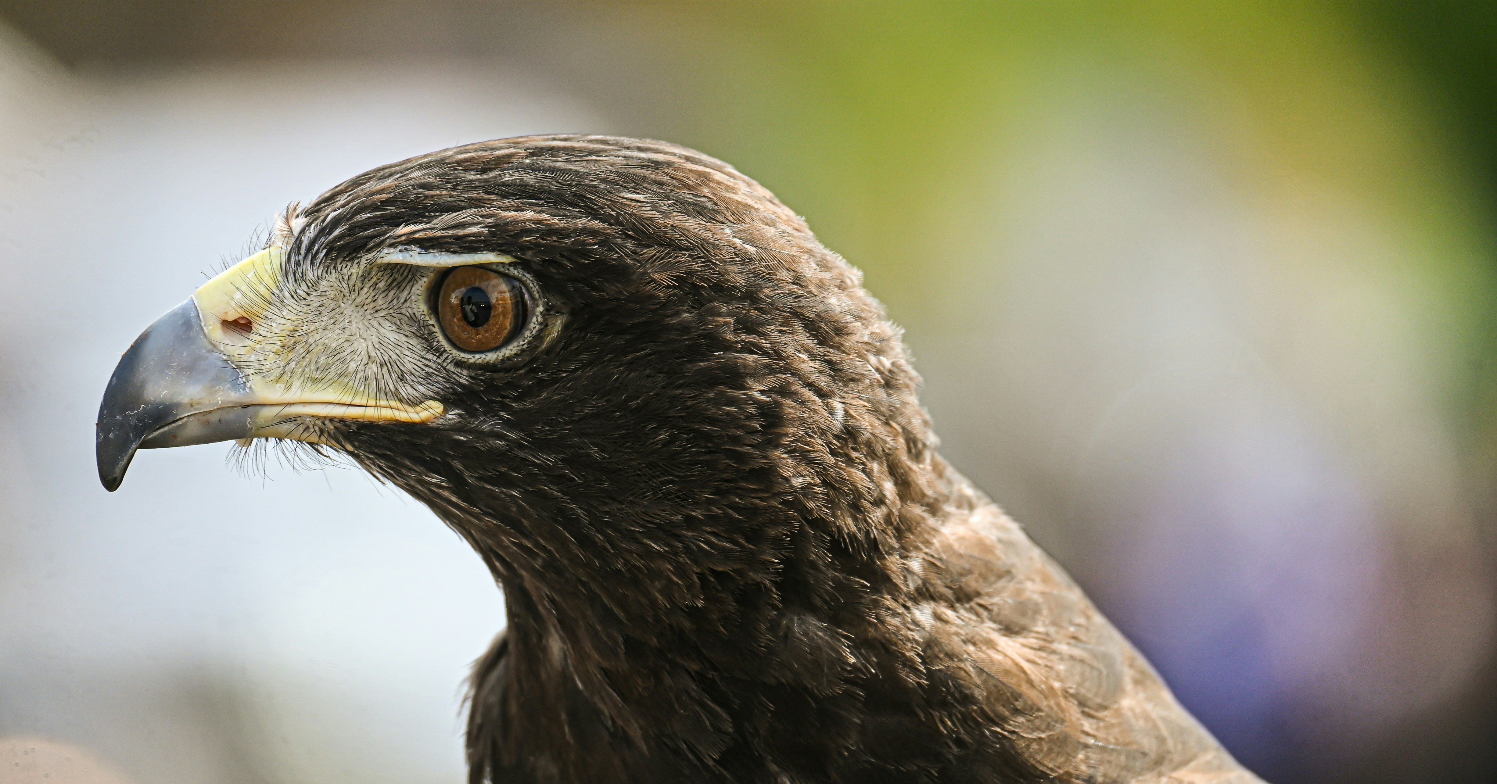 Crimson Eye: A Hawk’s Gaze in Sharp Focus