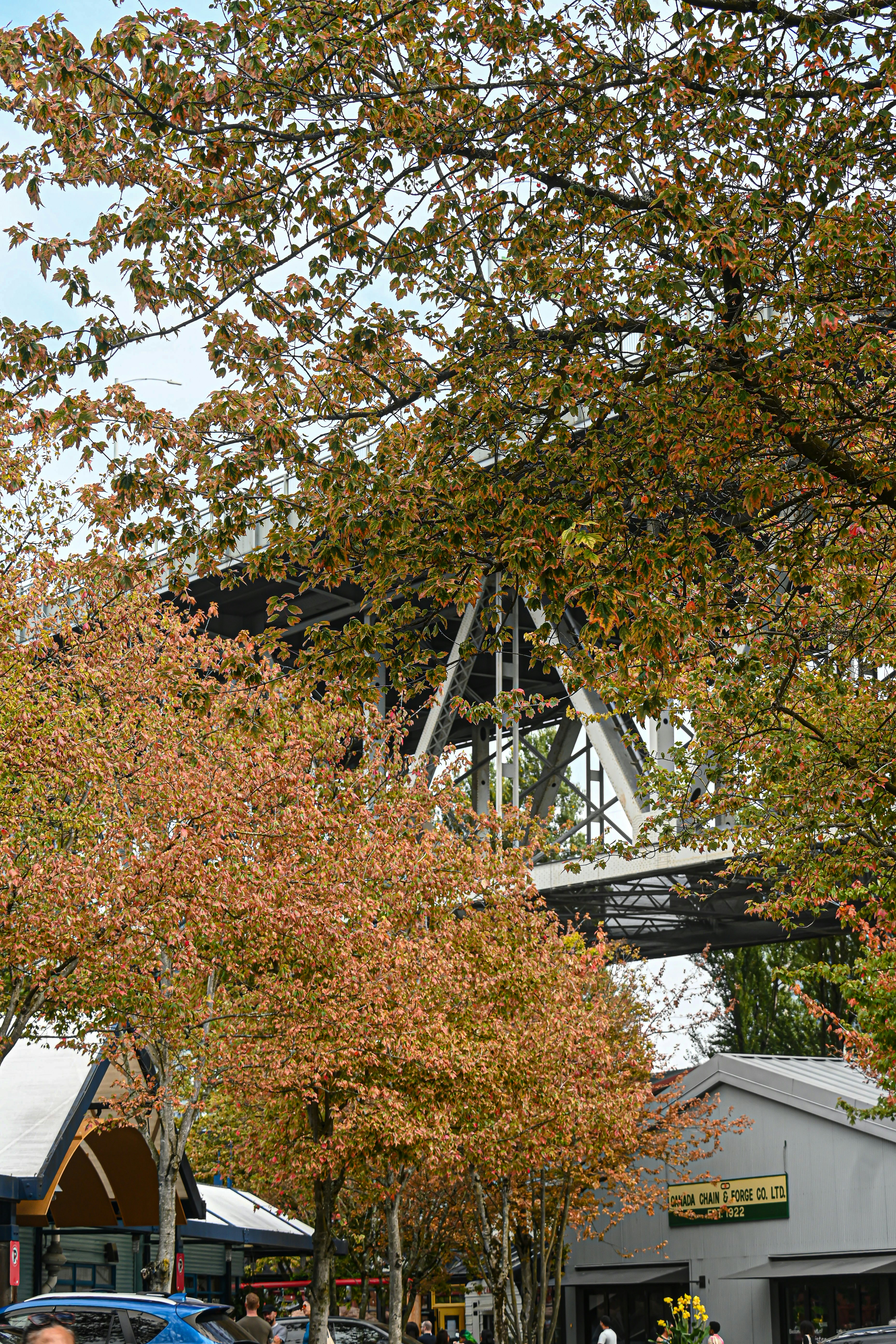 Autumn Arcades: A Tree-Lined Walk Through a Quiet Marketplace
