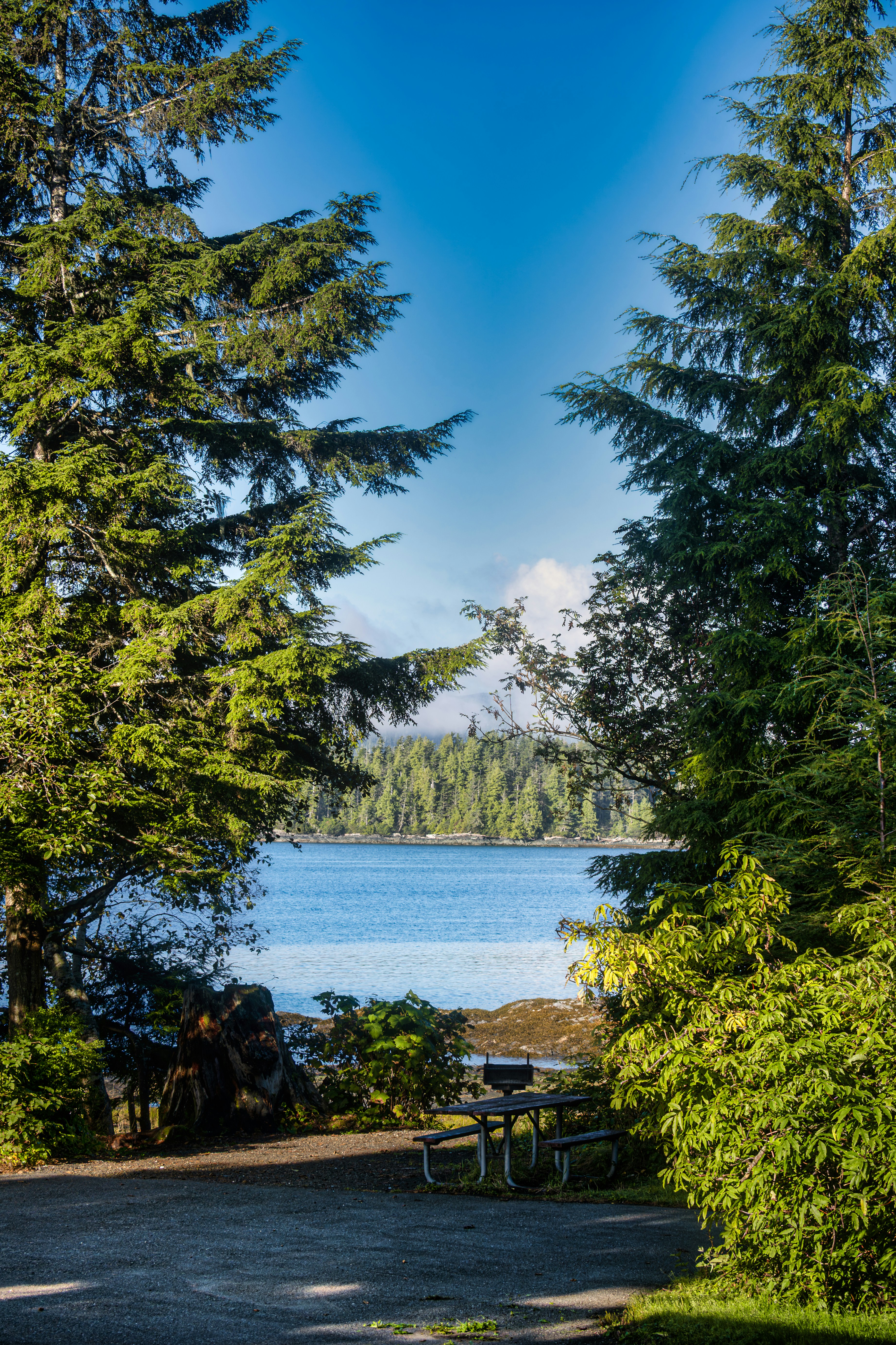 Sunlit Clearing by the Quiet Lake