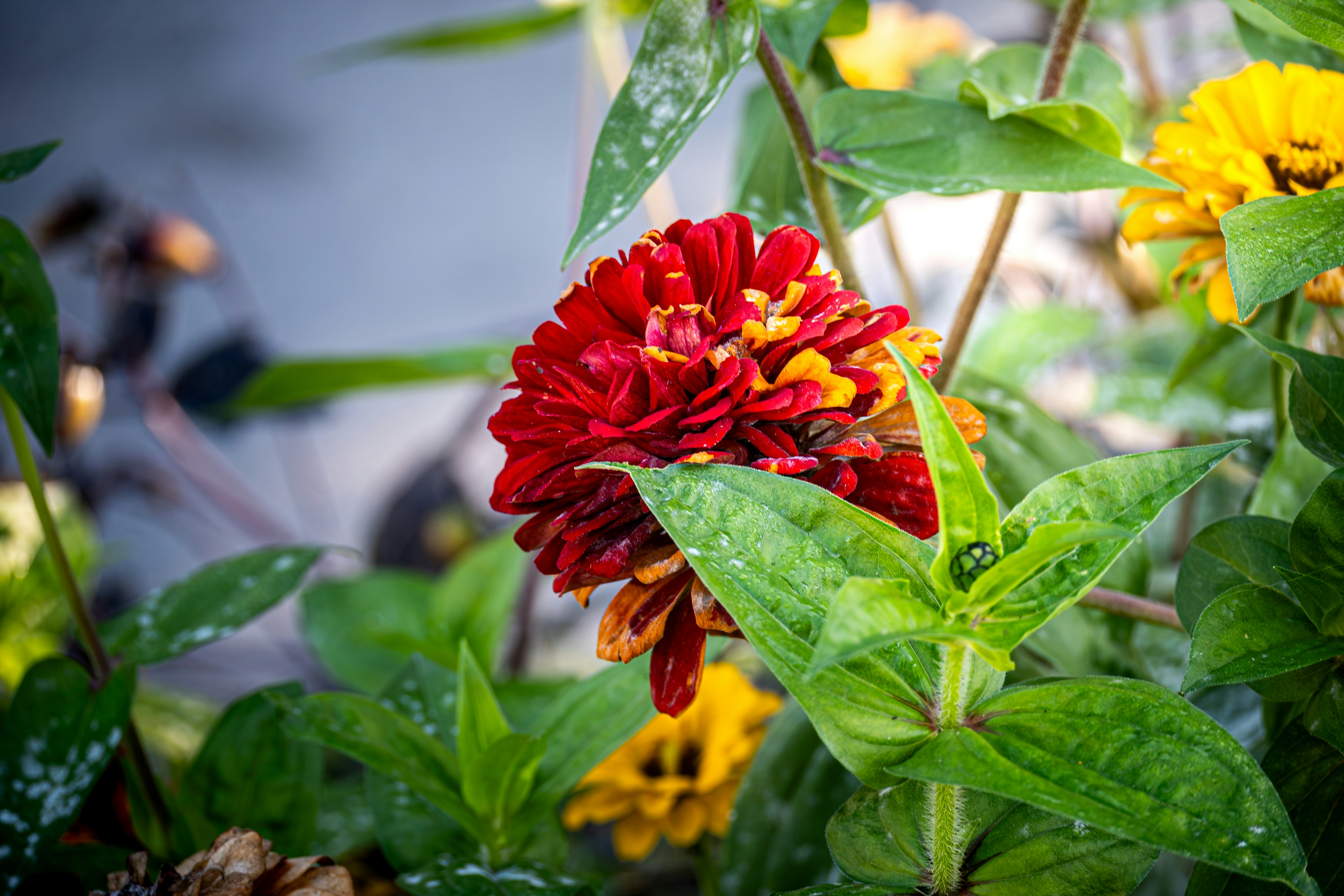 Crimson Bloom in a Sea of Green