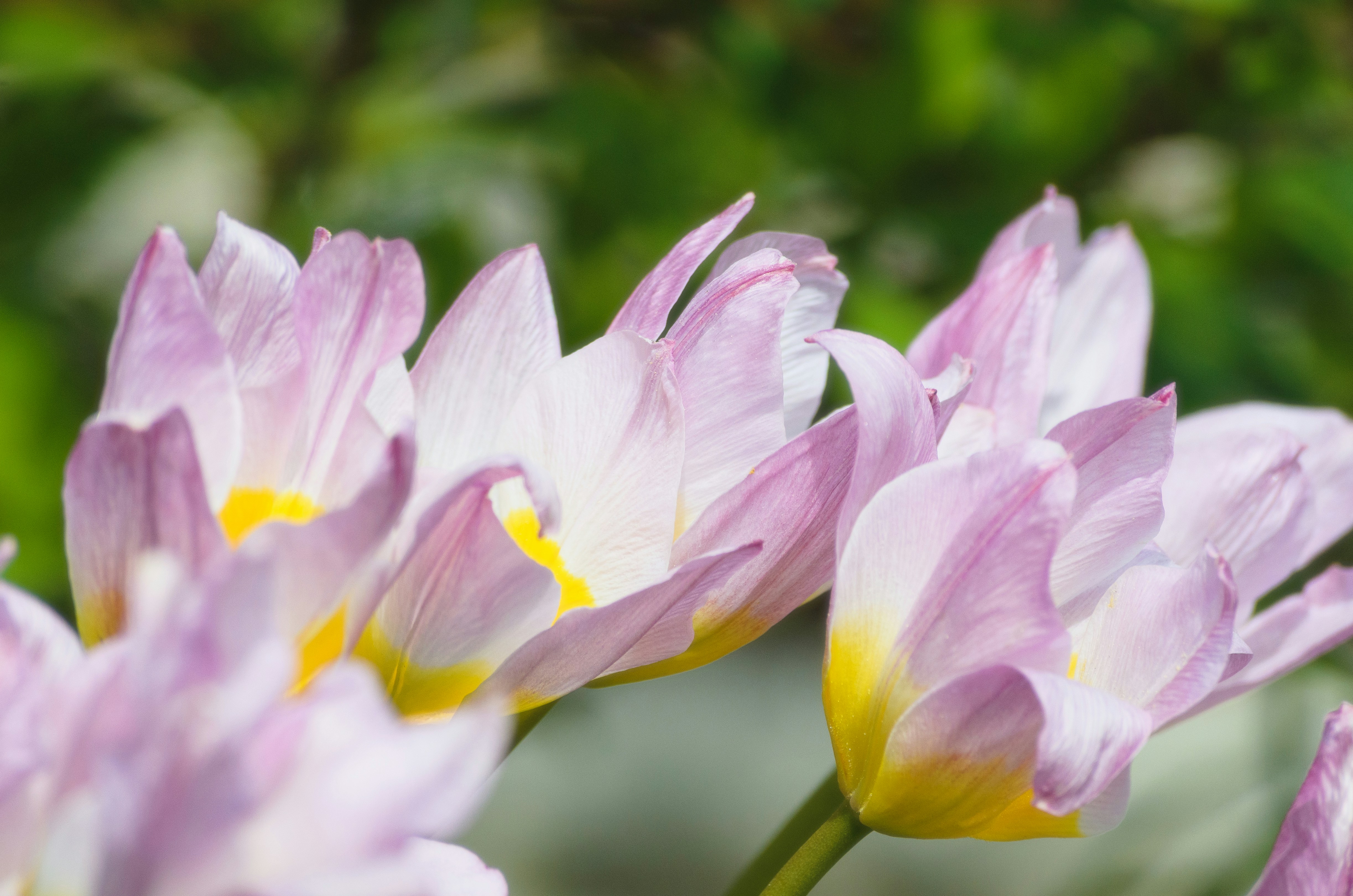 Soft Petal Chorus: Close-up of Lavender Tulips in Morning Light