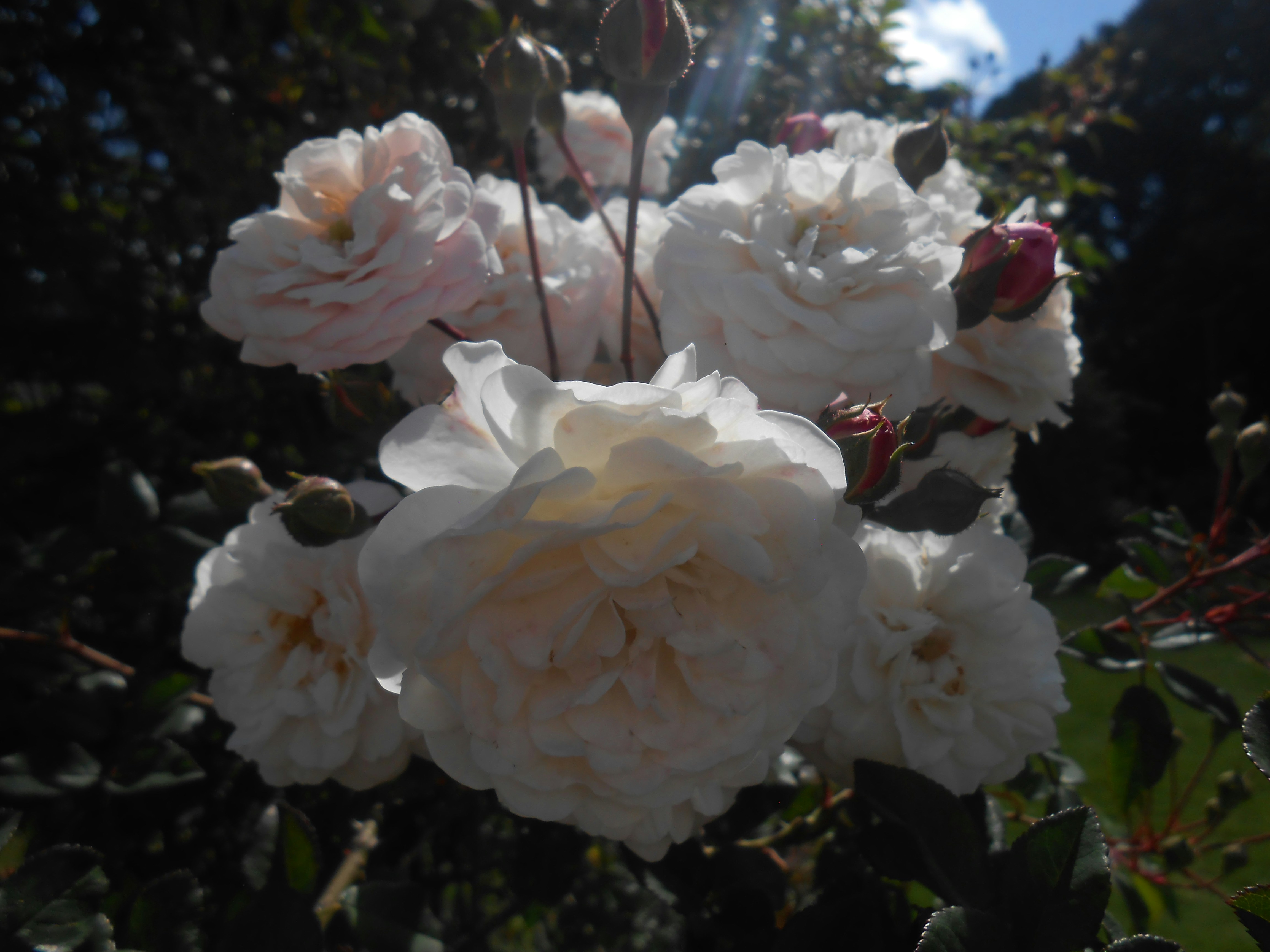 Sunlit White Roses in Partial Shadow