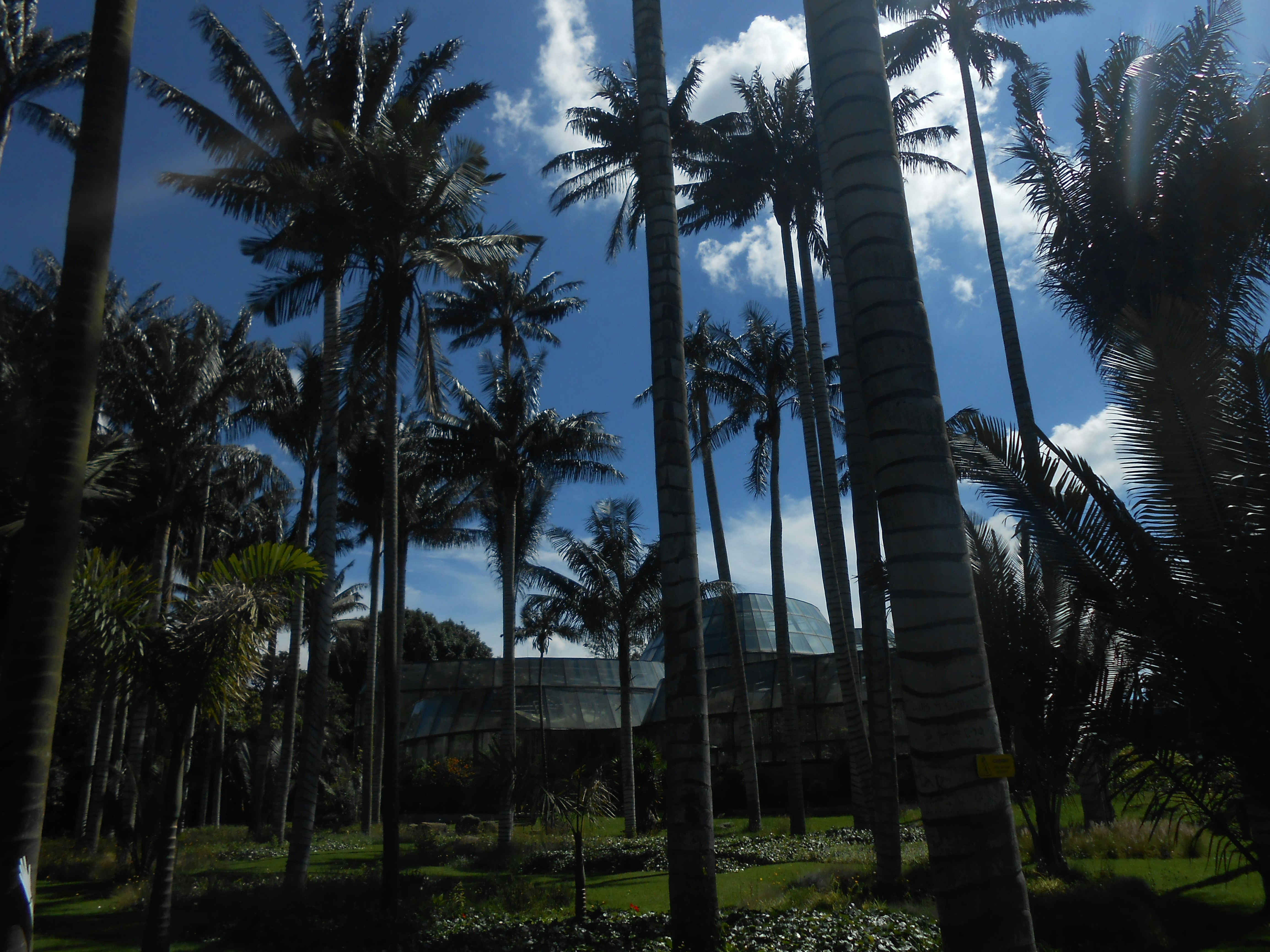 Shaded Alley of Skyward Palms