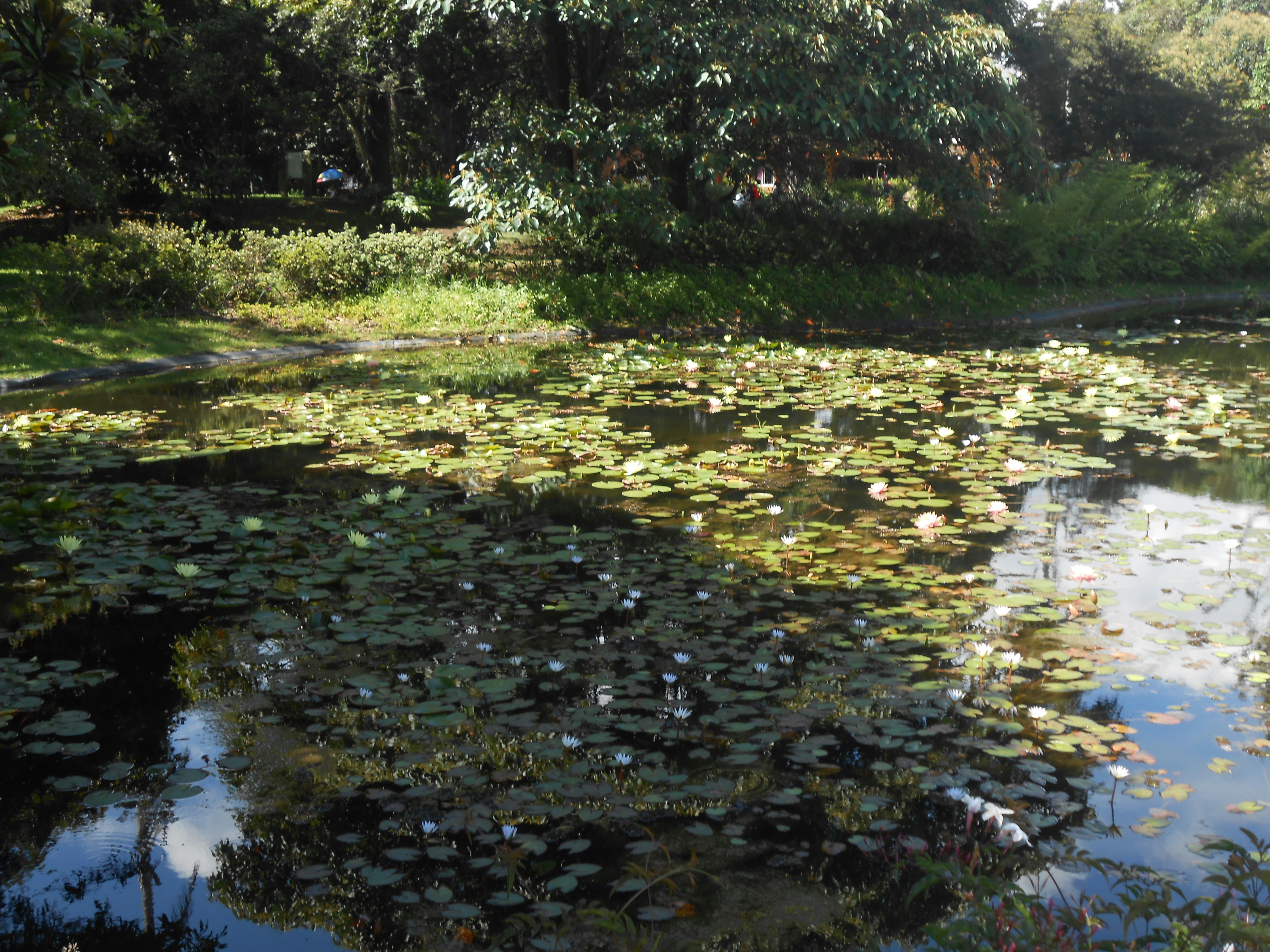 Lily-Pond Reflections: Quiet Edge of a City Park