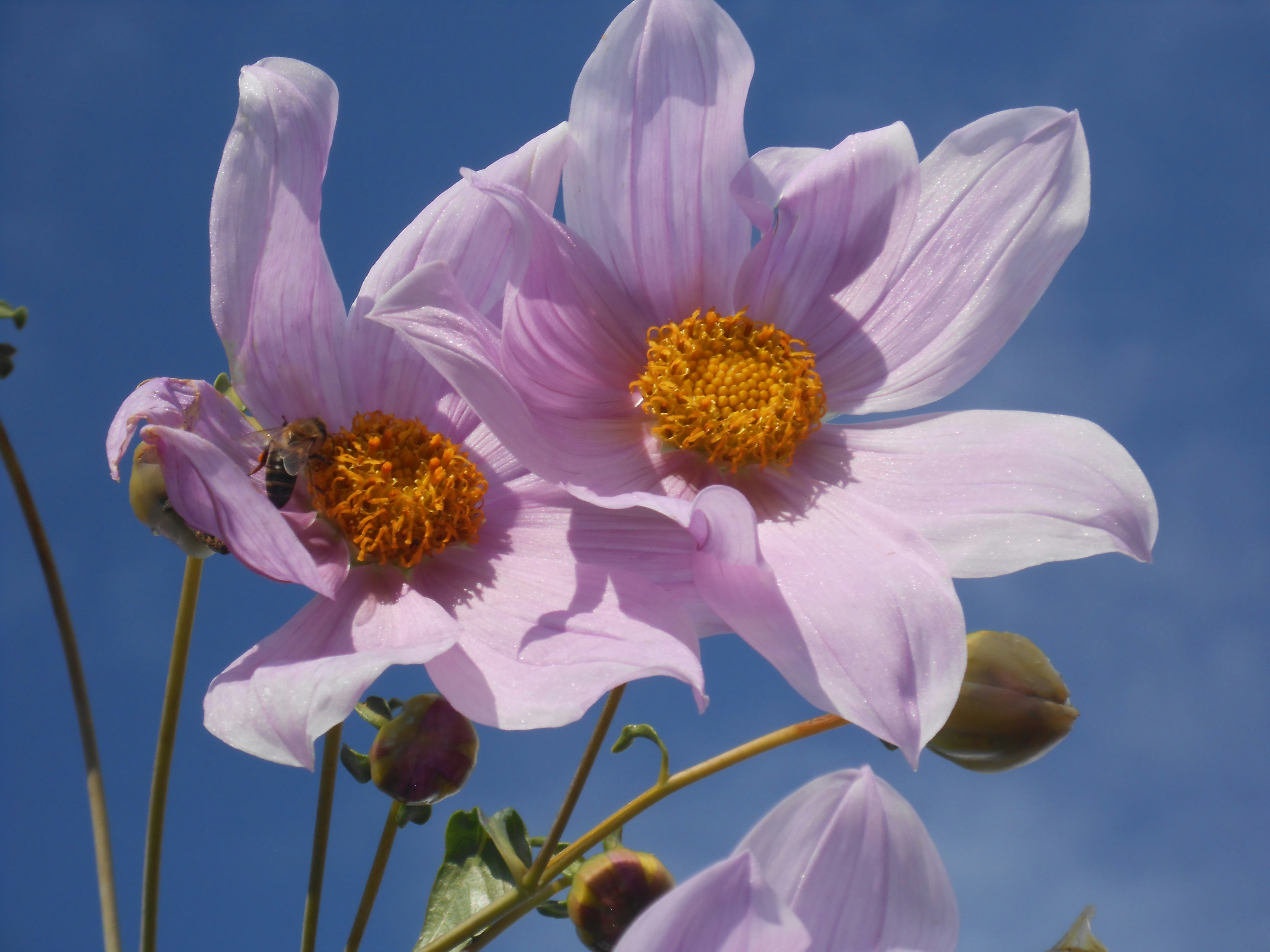 Petal Dawn: Pink Cosmos in a Clear Sky