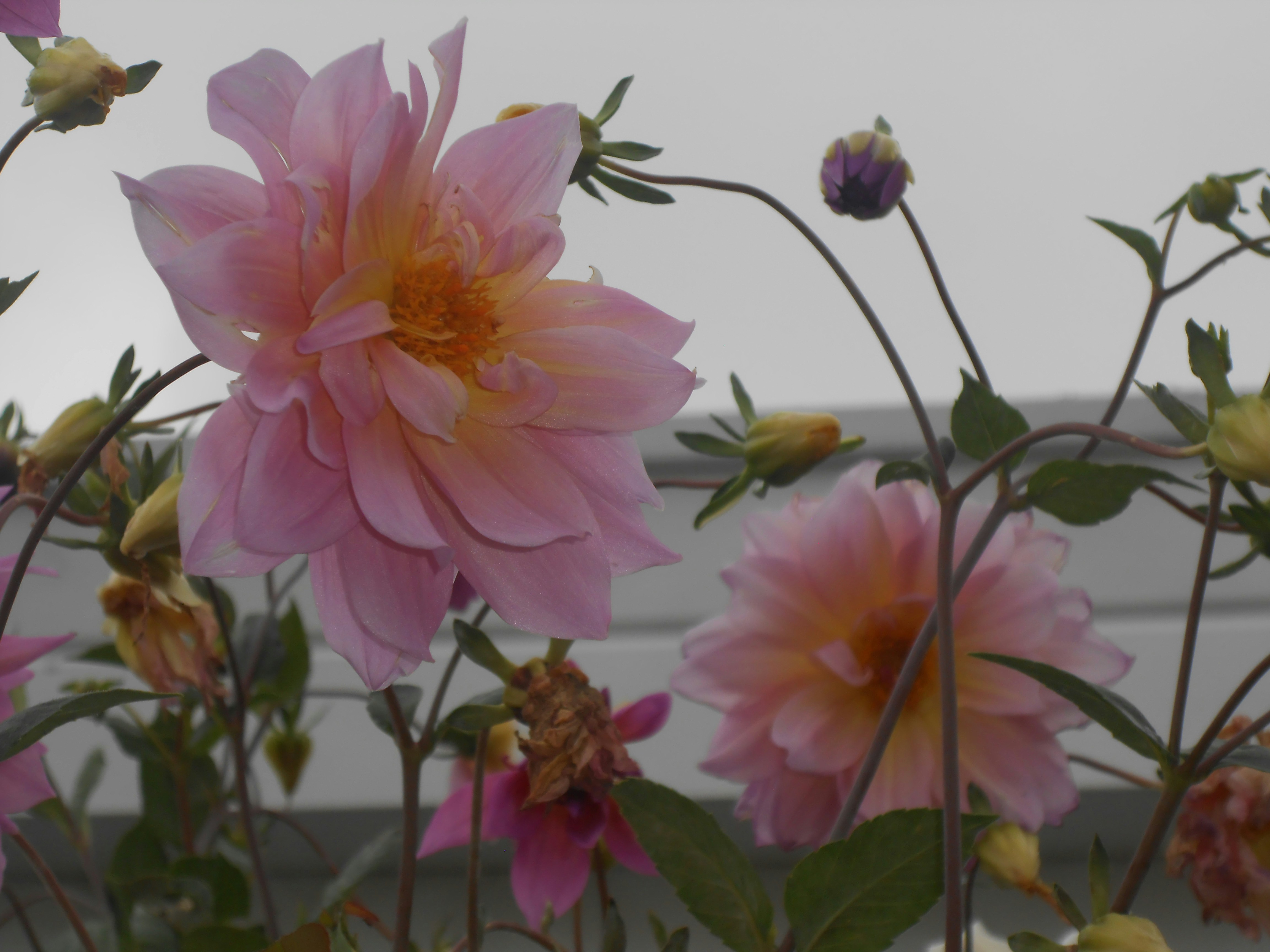 Soft Petal Symphony: Pink Dahlia in Focus Against a Quiet Garden Frame