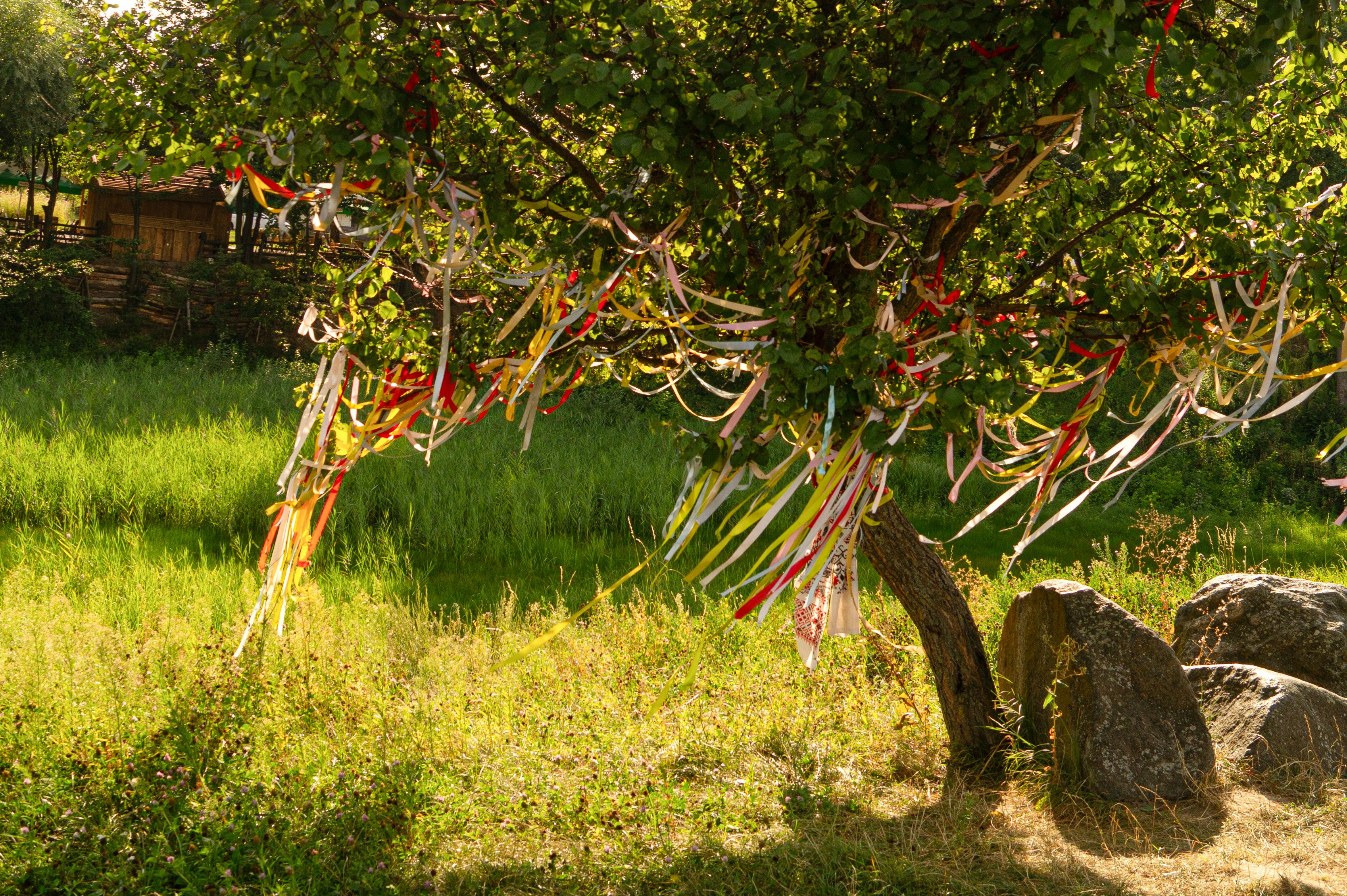 Colorful ribbons on a sunlit orchard tree sway in a gentle breeze