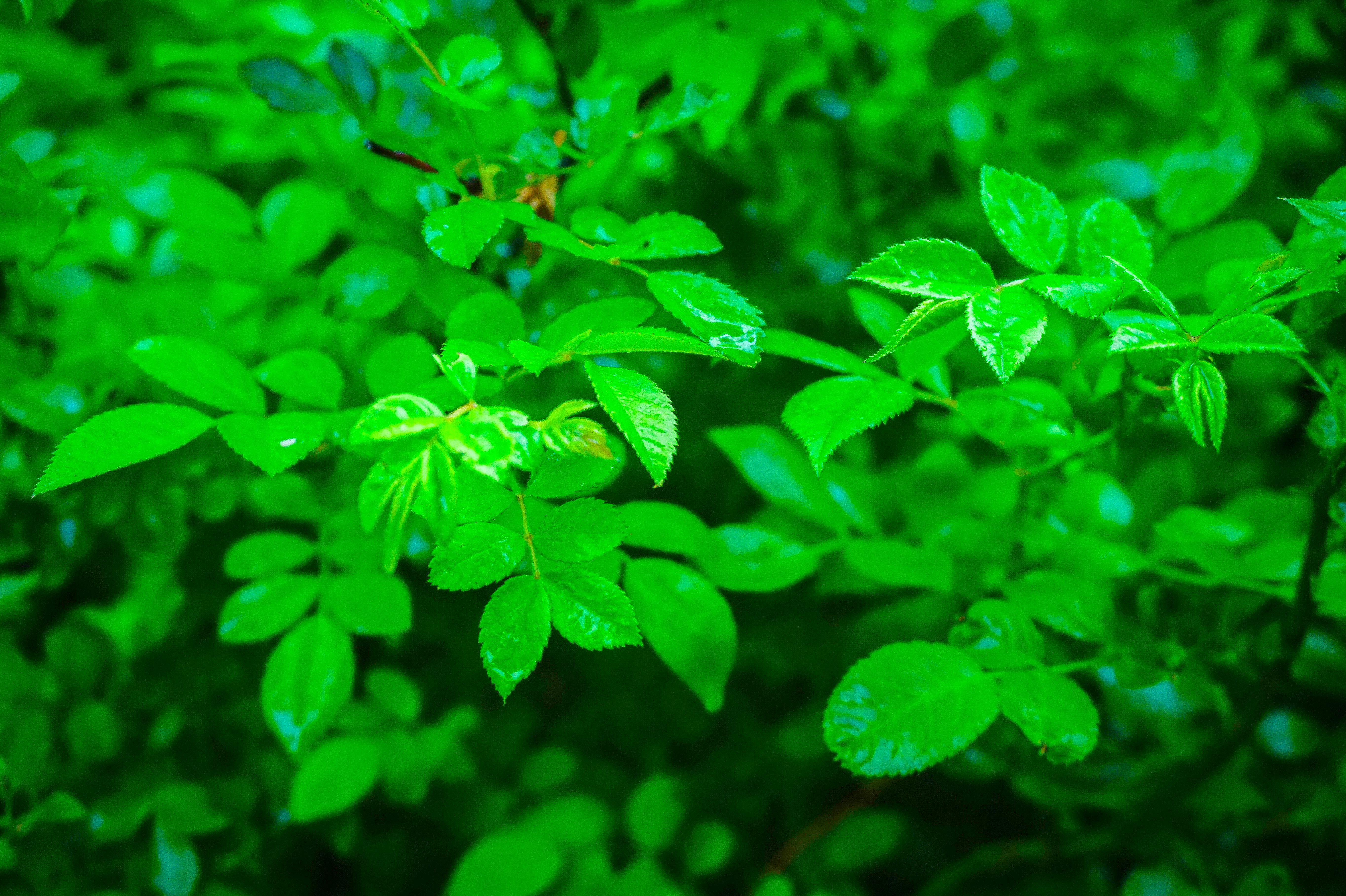 Verdant Spotlight: Fresh Leaves Reach Through a Sea of Green