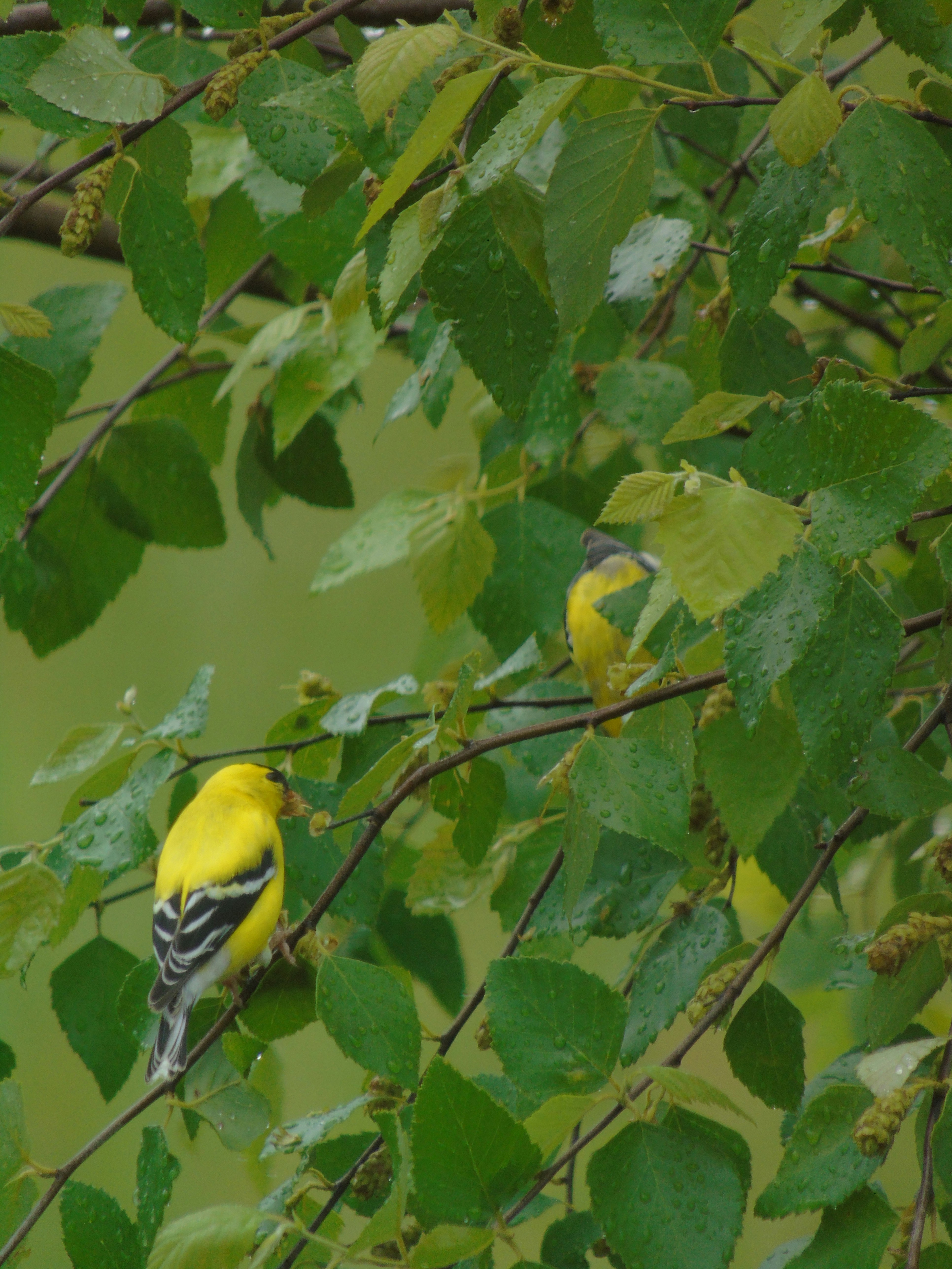 Yellow- Finch Perched Among Green Veil of Leaves