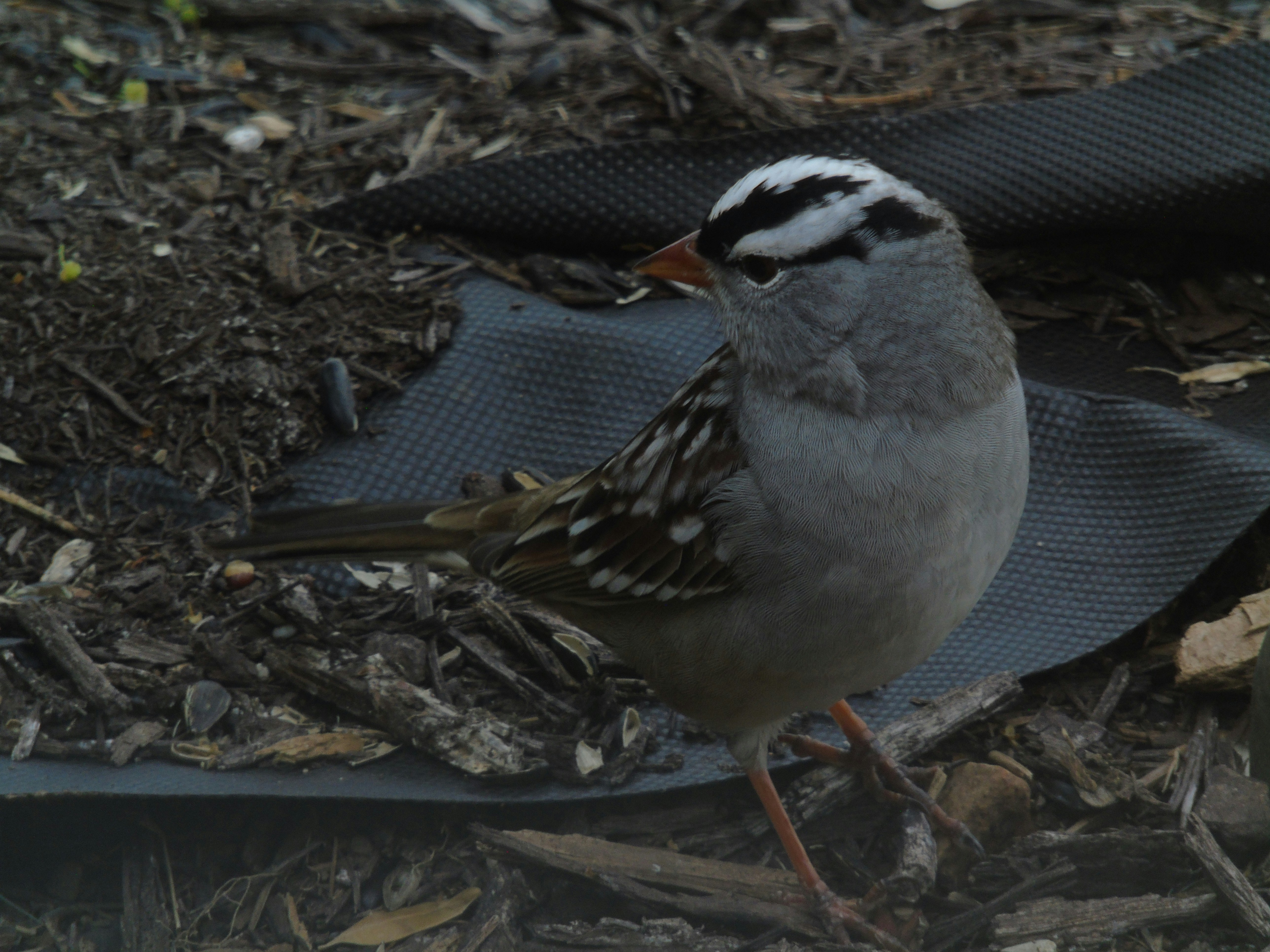 Grounded Warbler: a Perched Songbird Amid Debris