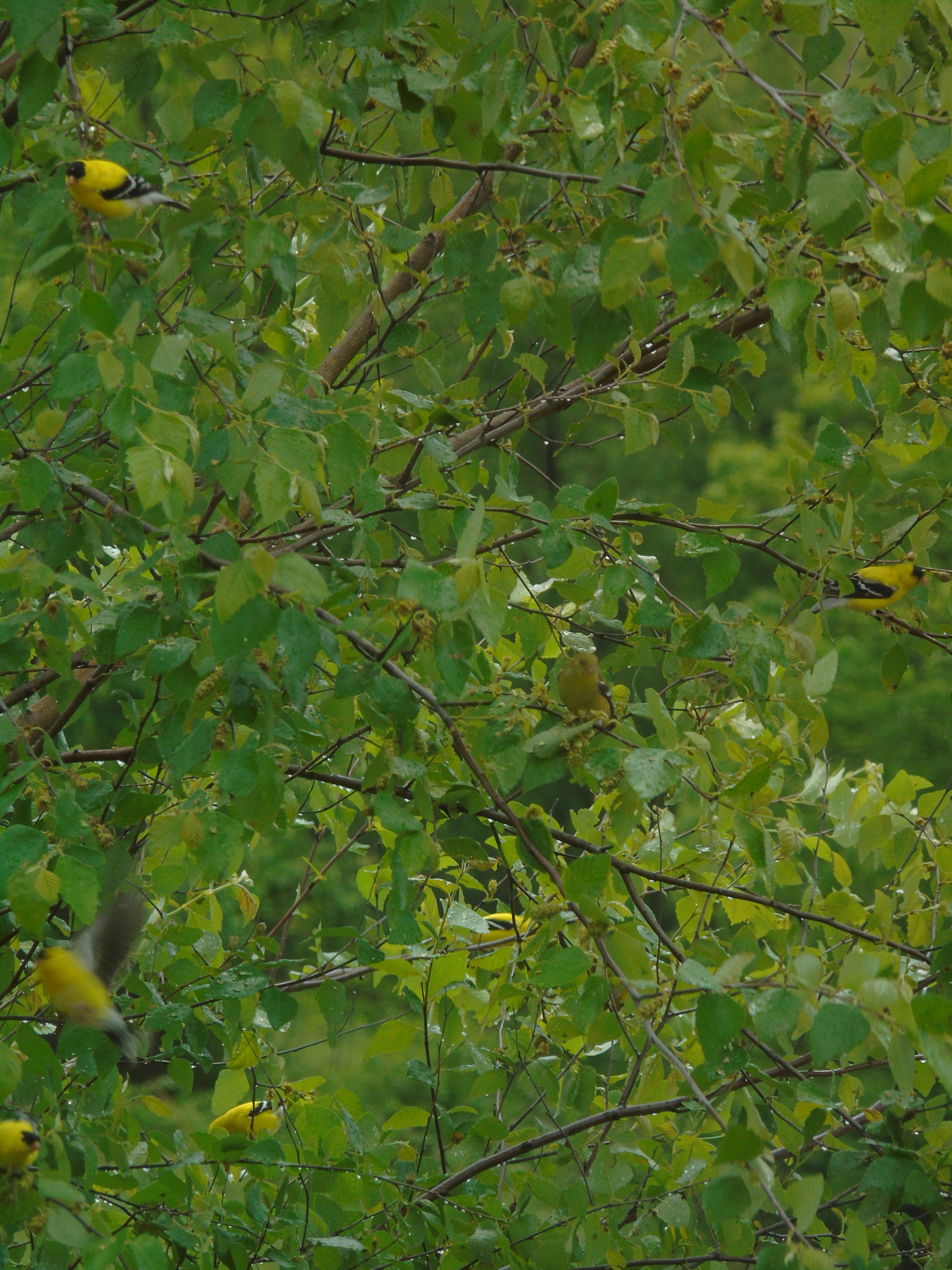 Yellow-Feathered Dwellers Among Verdant Branches