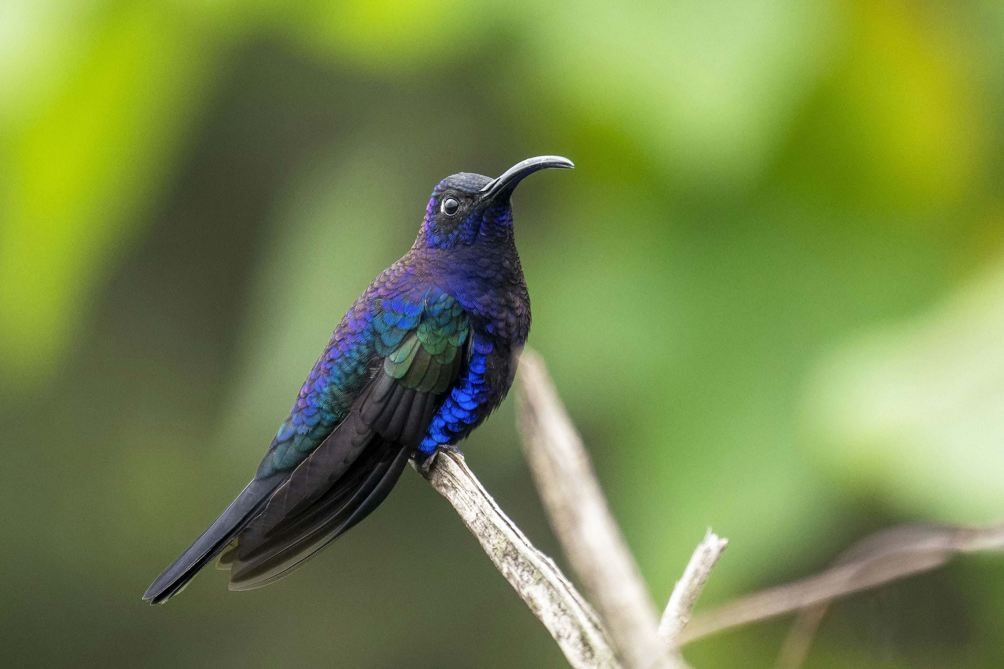 Iridescent Hummingbird on a Gnarled Branch