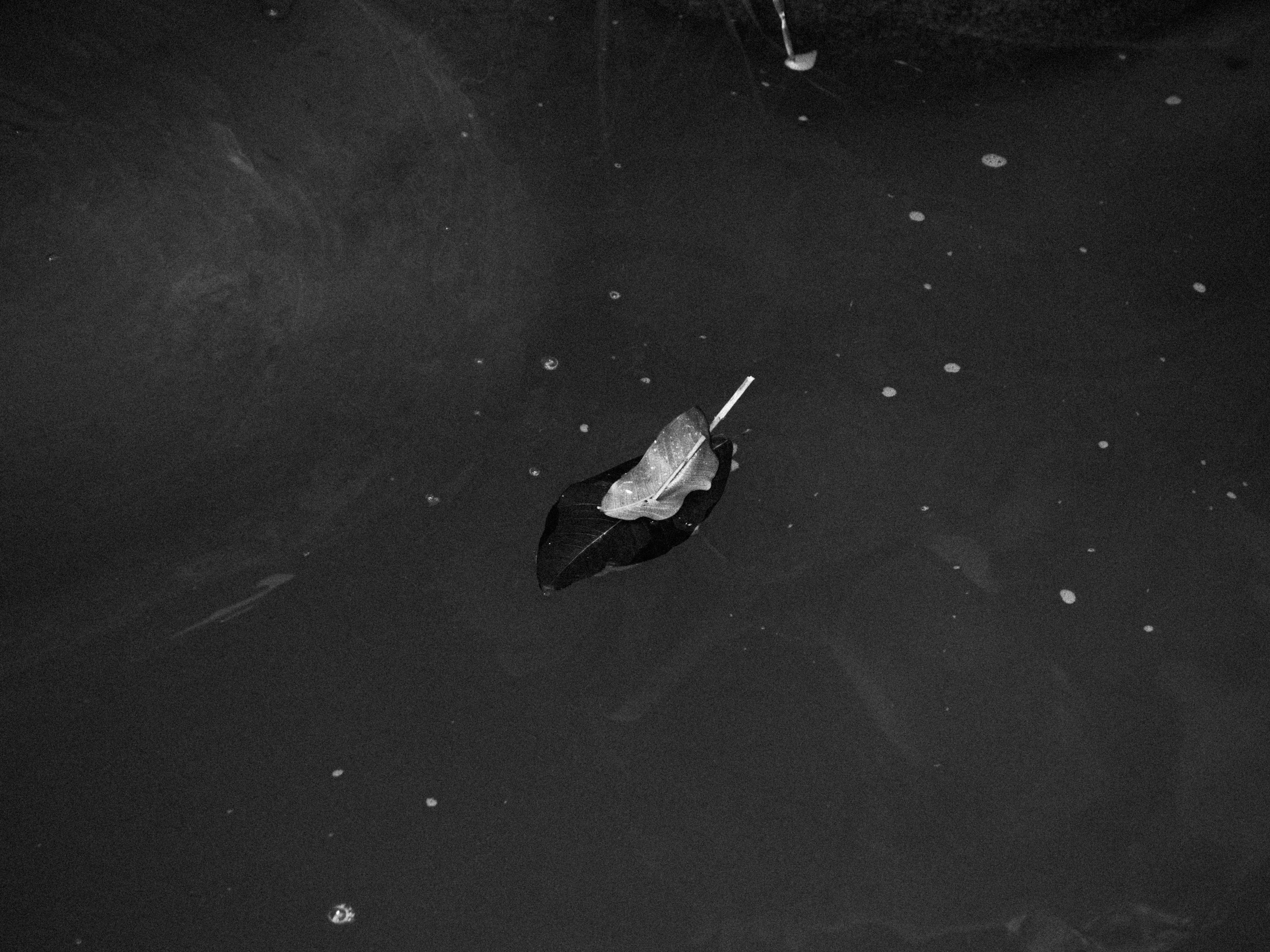 Drift of a Dark Leaf: A Quiet Moment on Liquid Glass