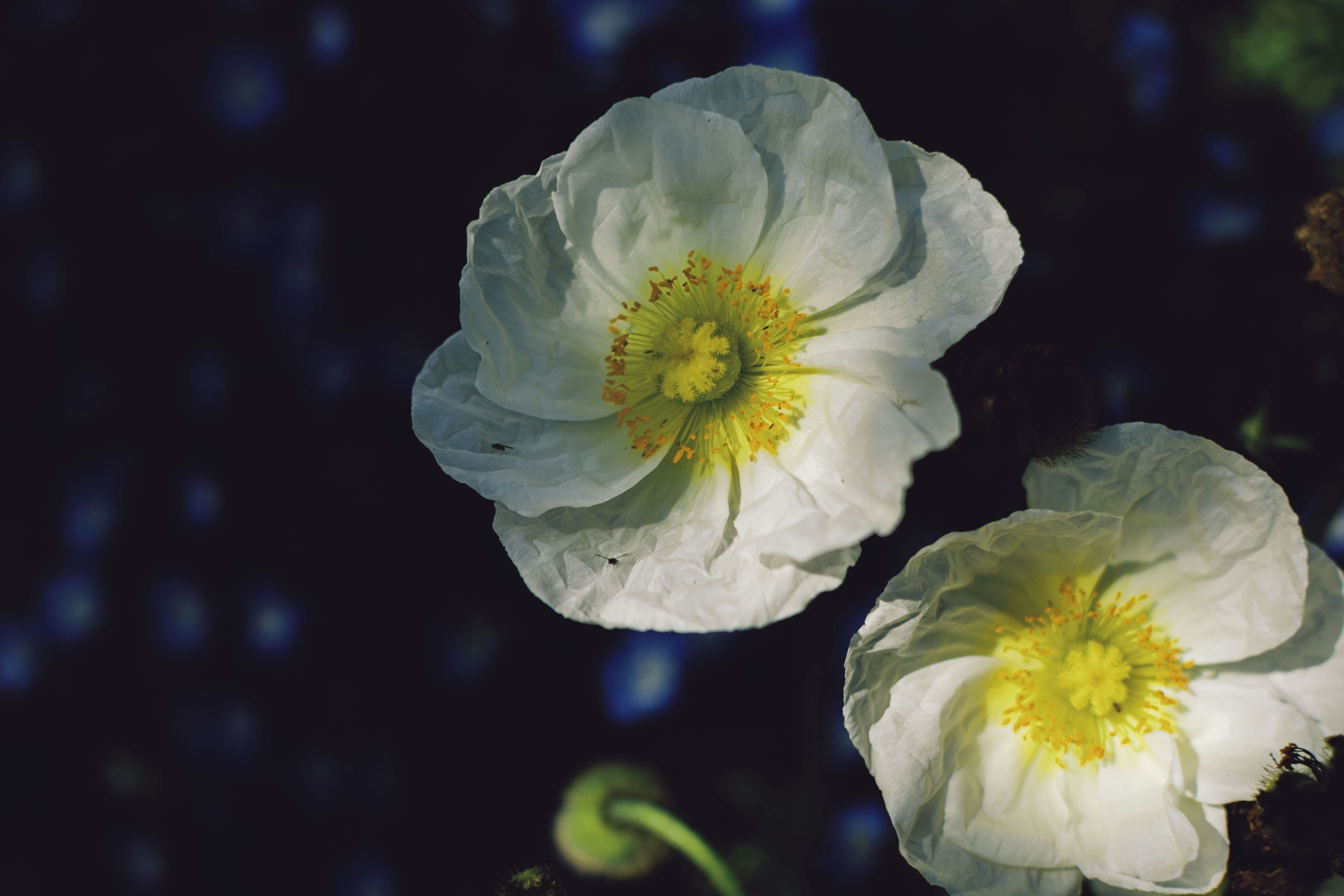 Whispering White Petals in a Shadowed Garden