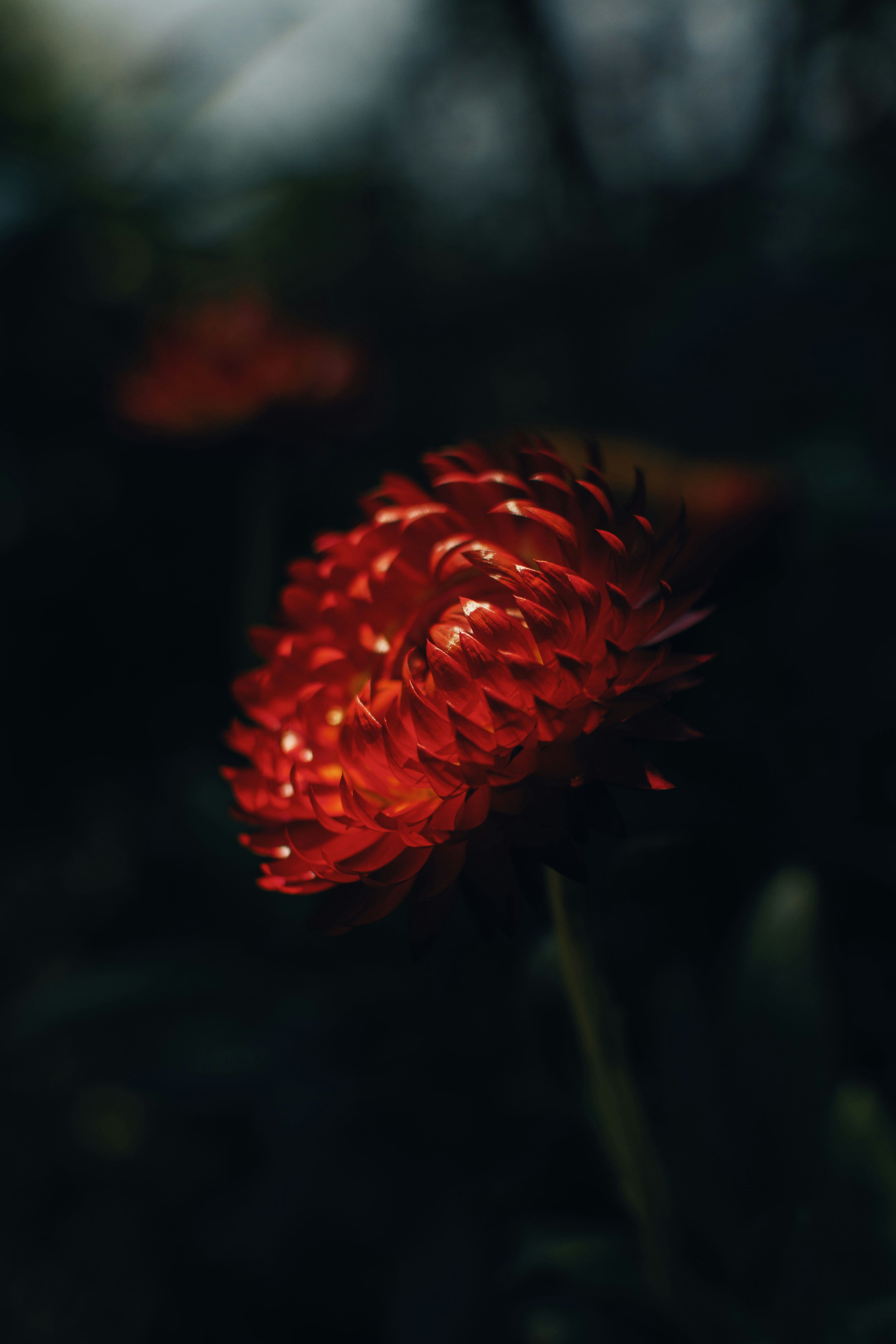 Crimson Bloom in Velvet Shadows