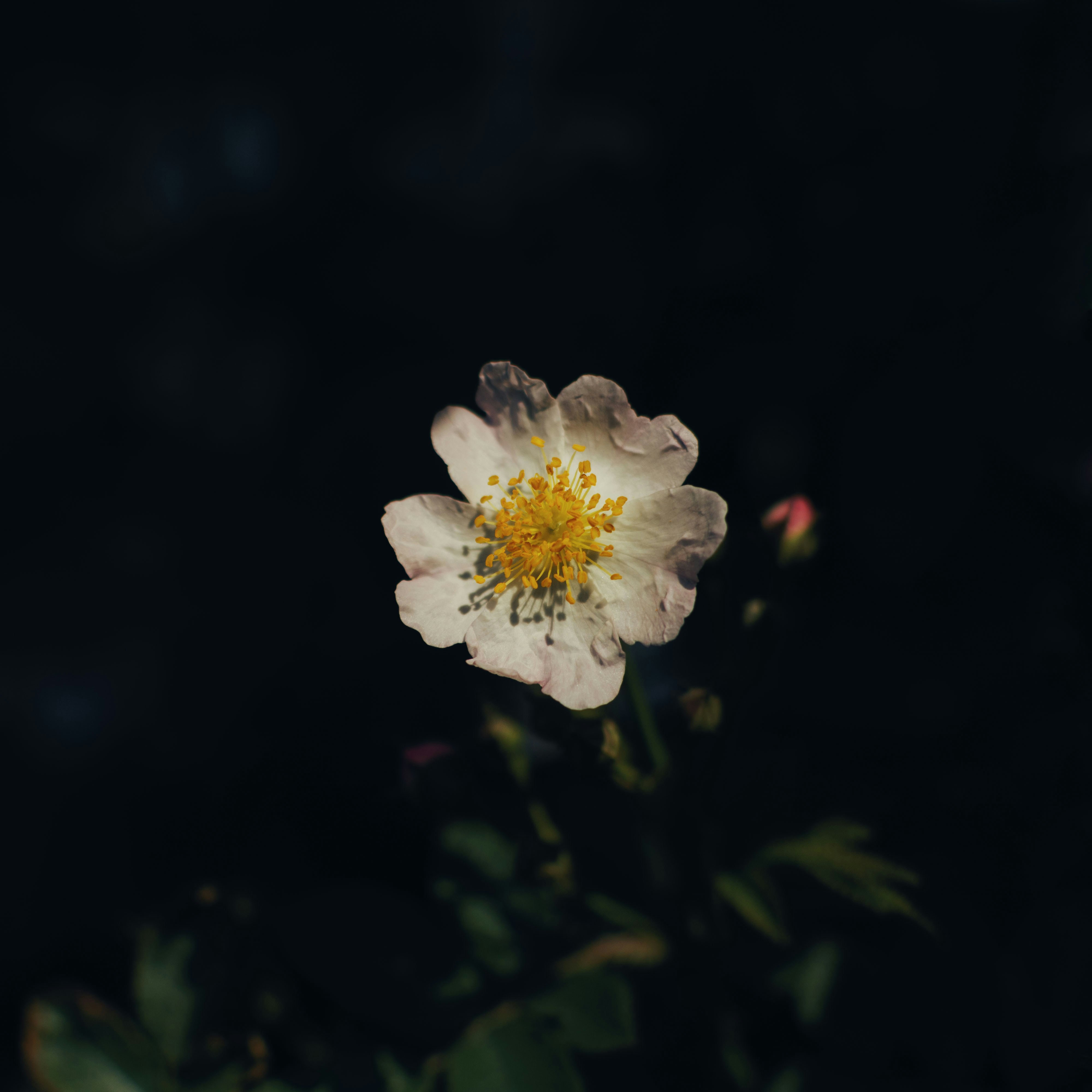 Solitary White Petal Bloom in Velvet Darkness