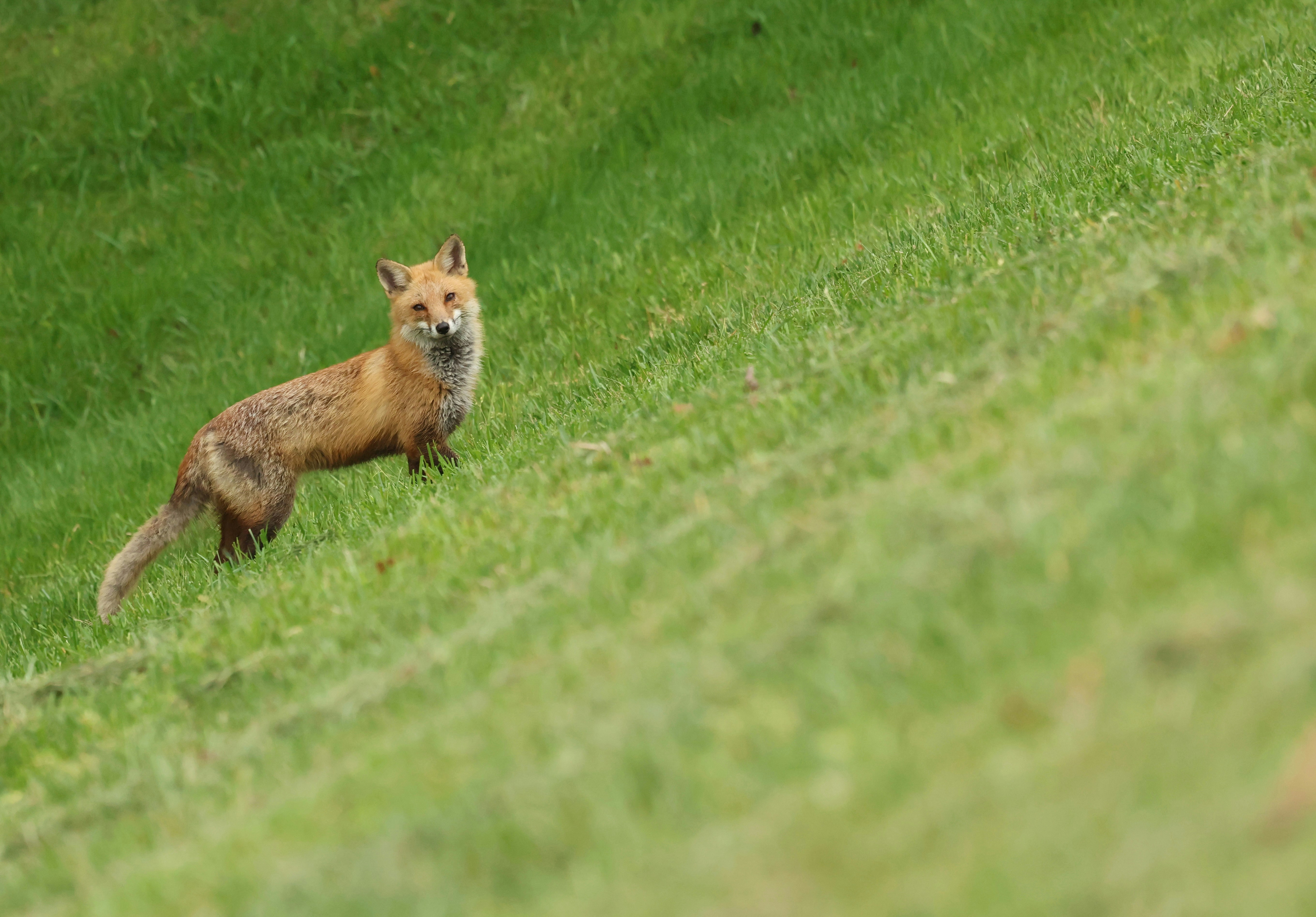 Fox on a Gentle Slope: A Quiet Moment in Green