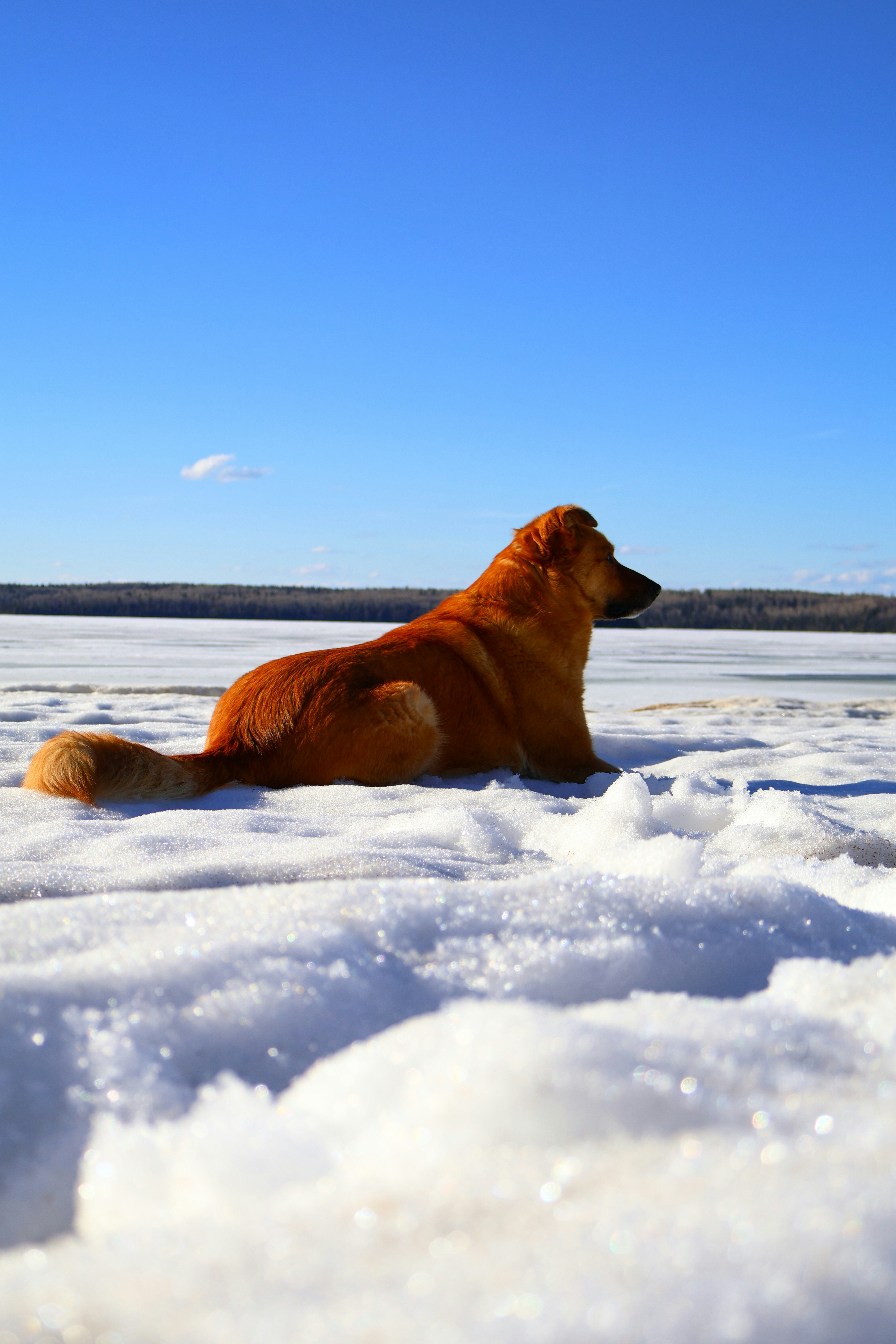 Red Hound in Snowfield: Calm Gaze Toward the Horizon