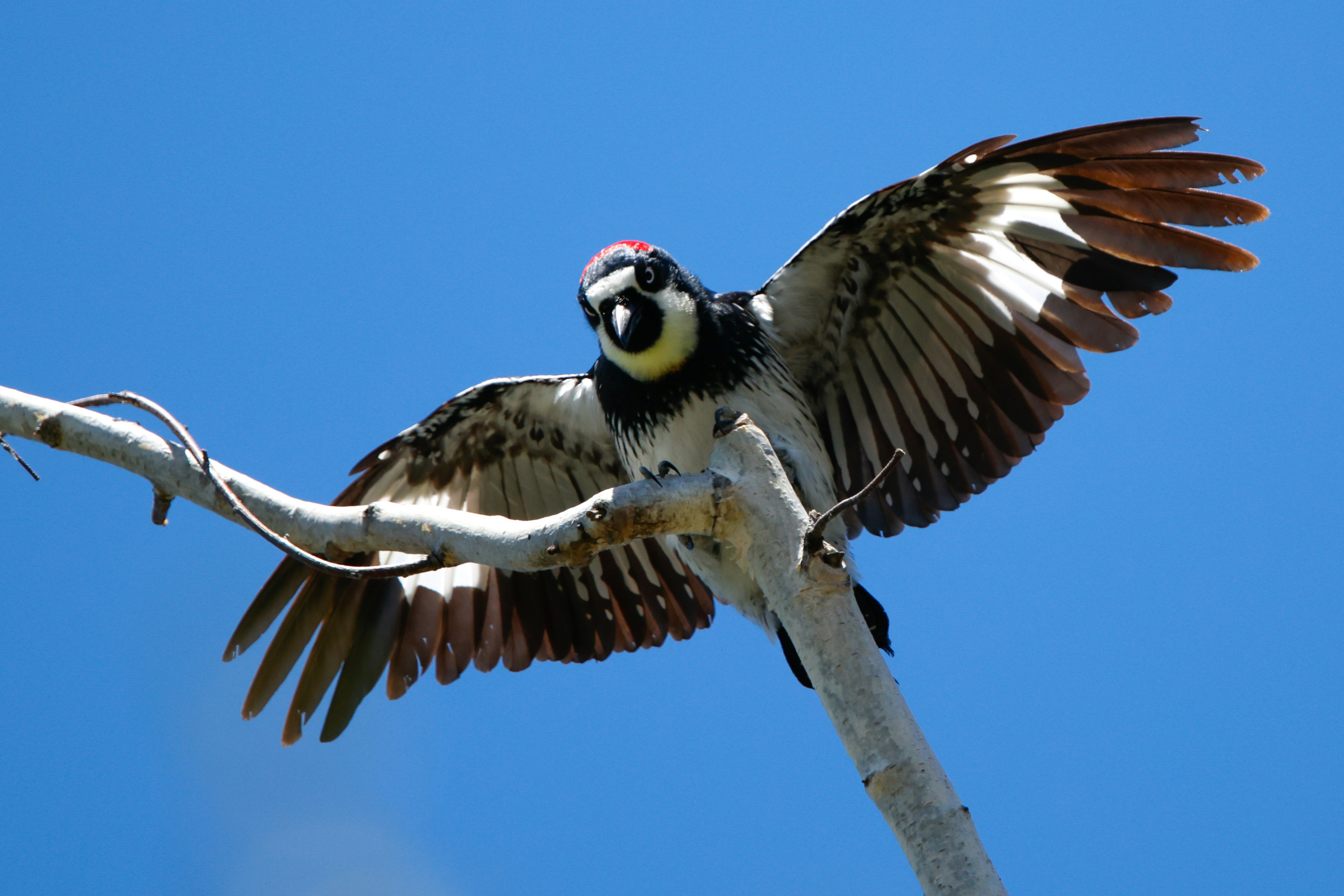 Red‑billed Dive: Bold Sparrow in Flight Above a Bare Branch