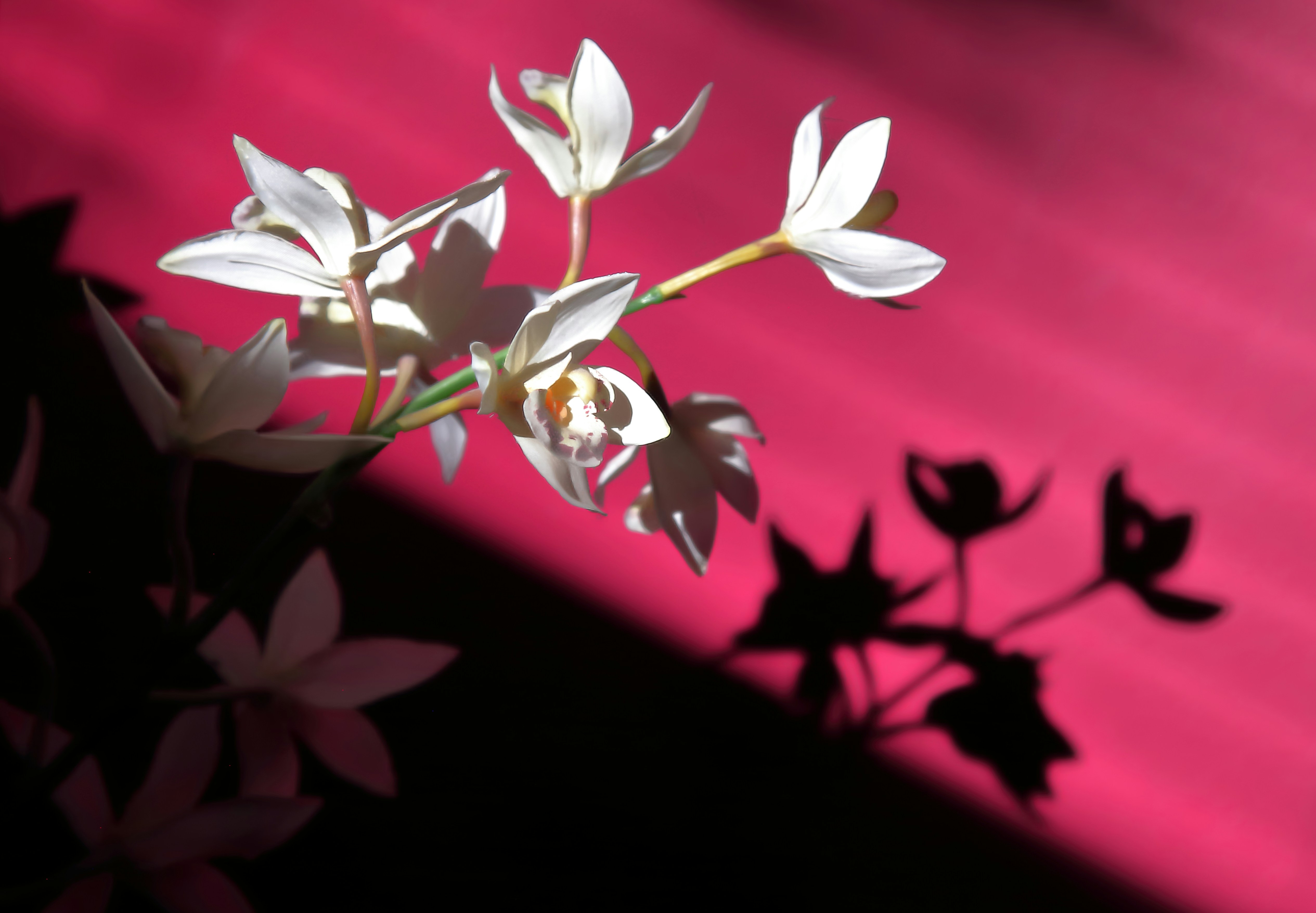 White Orchid in Sharp Contrast: A Floral Silhouette Against Neon Rose