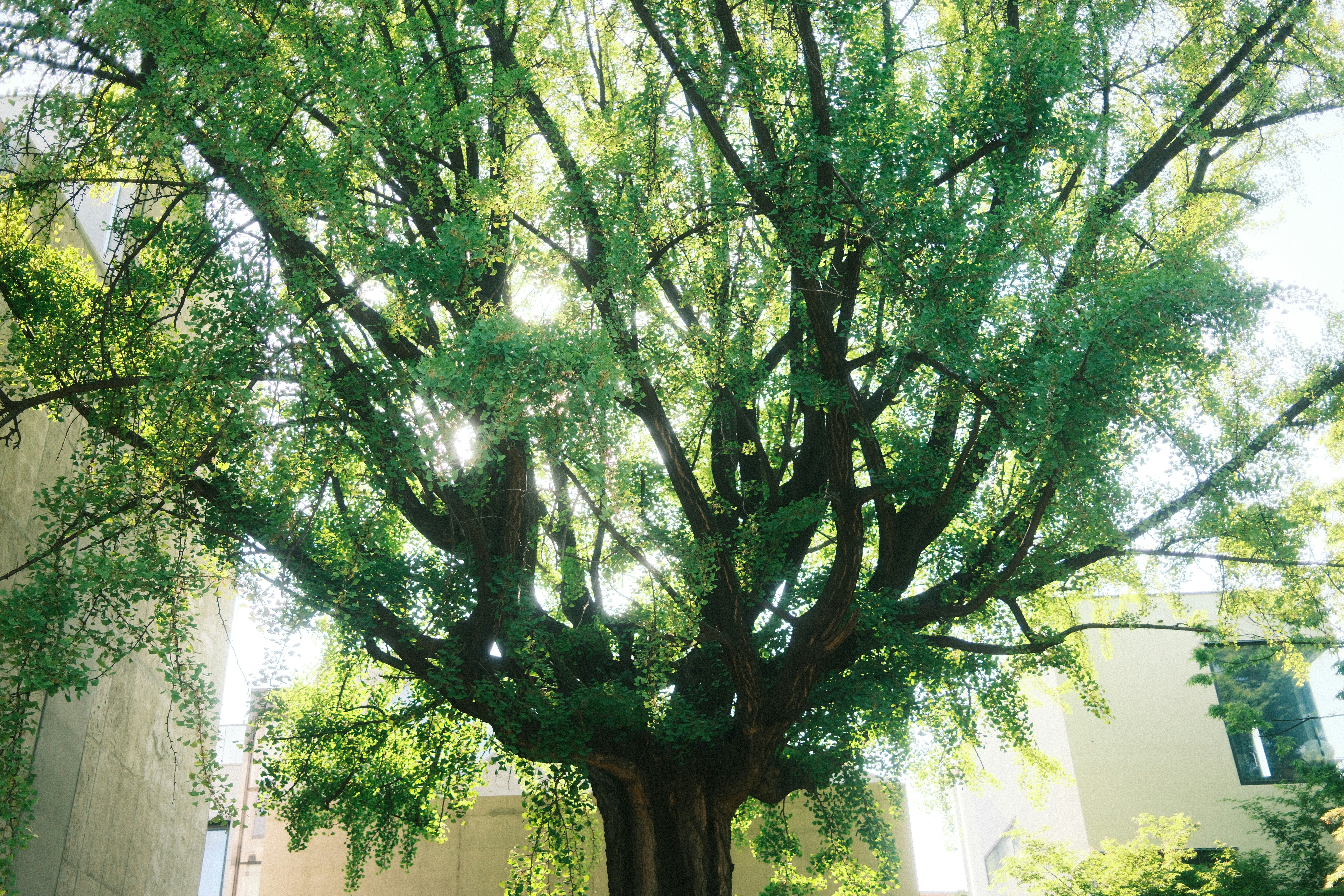 Sunlit canopy centerpiece: a mature tree framing a sunlit courtyard