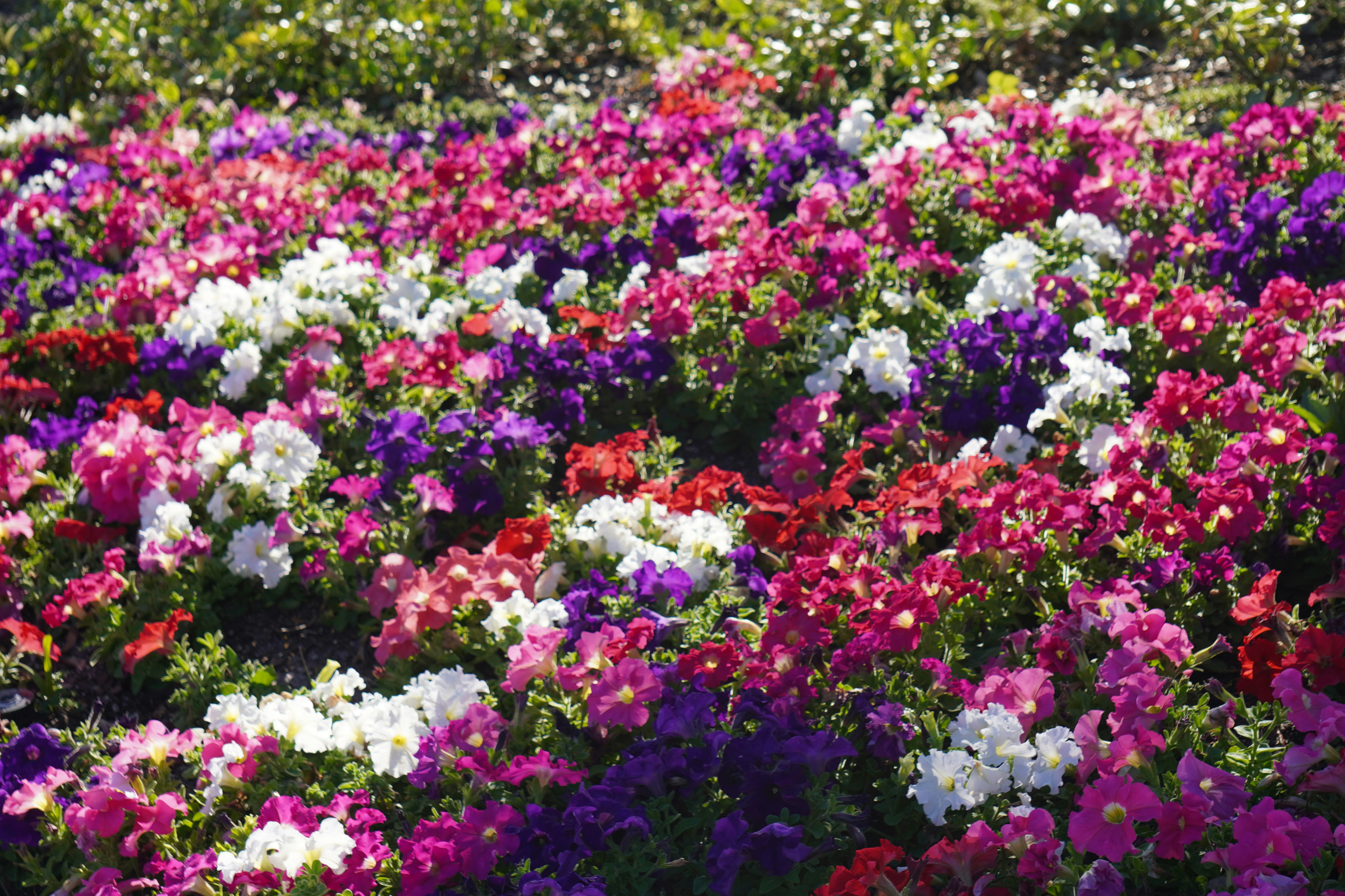 Vivid Garden Ribbons: A Bloom Mosaic Across a Sunlit Bed