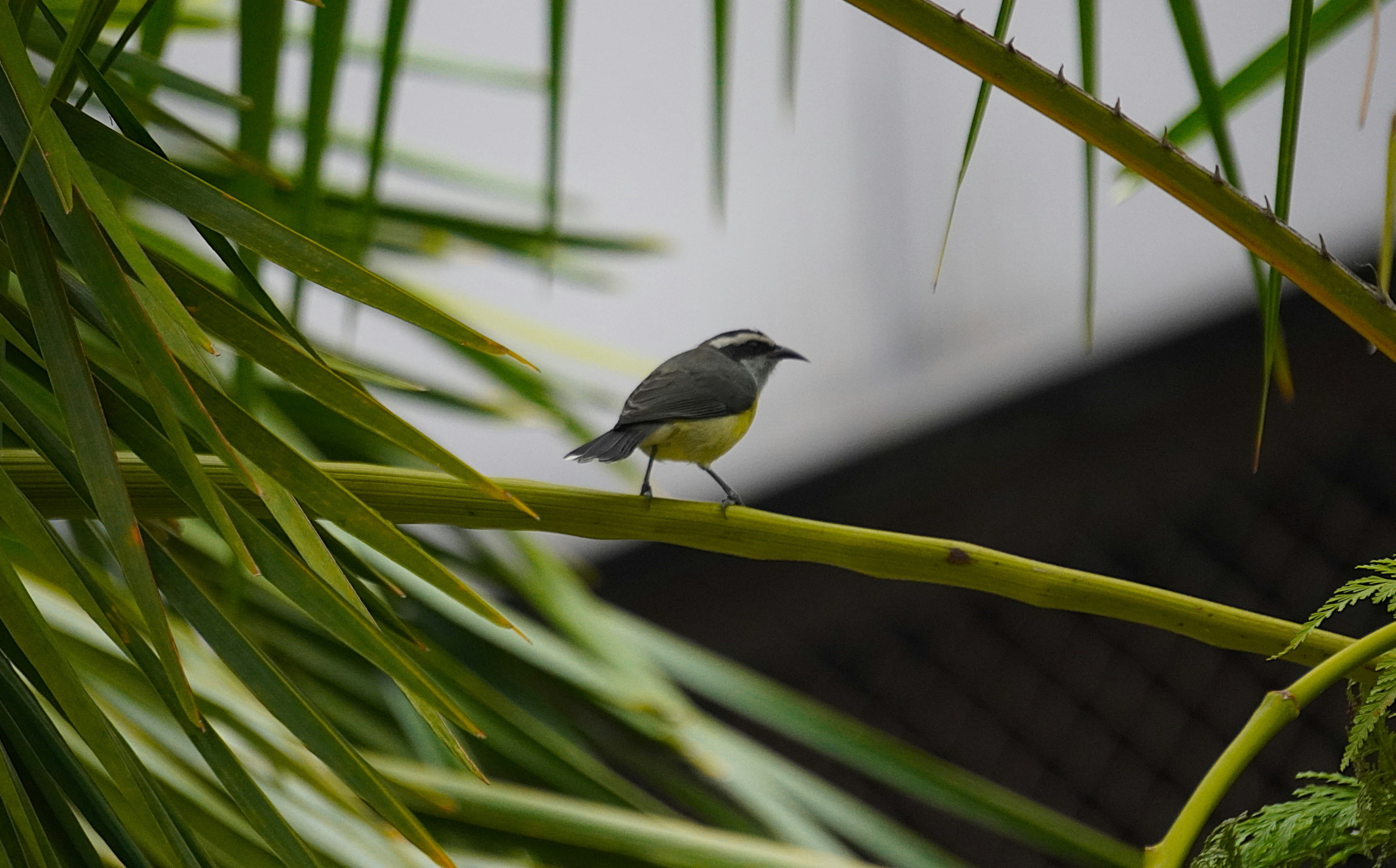 Yellow-bellied Warbler Resting Amid Tropical Fronds