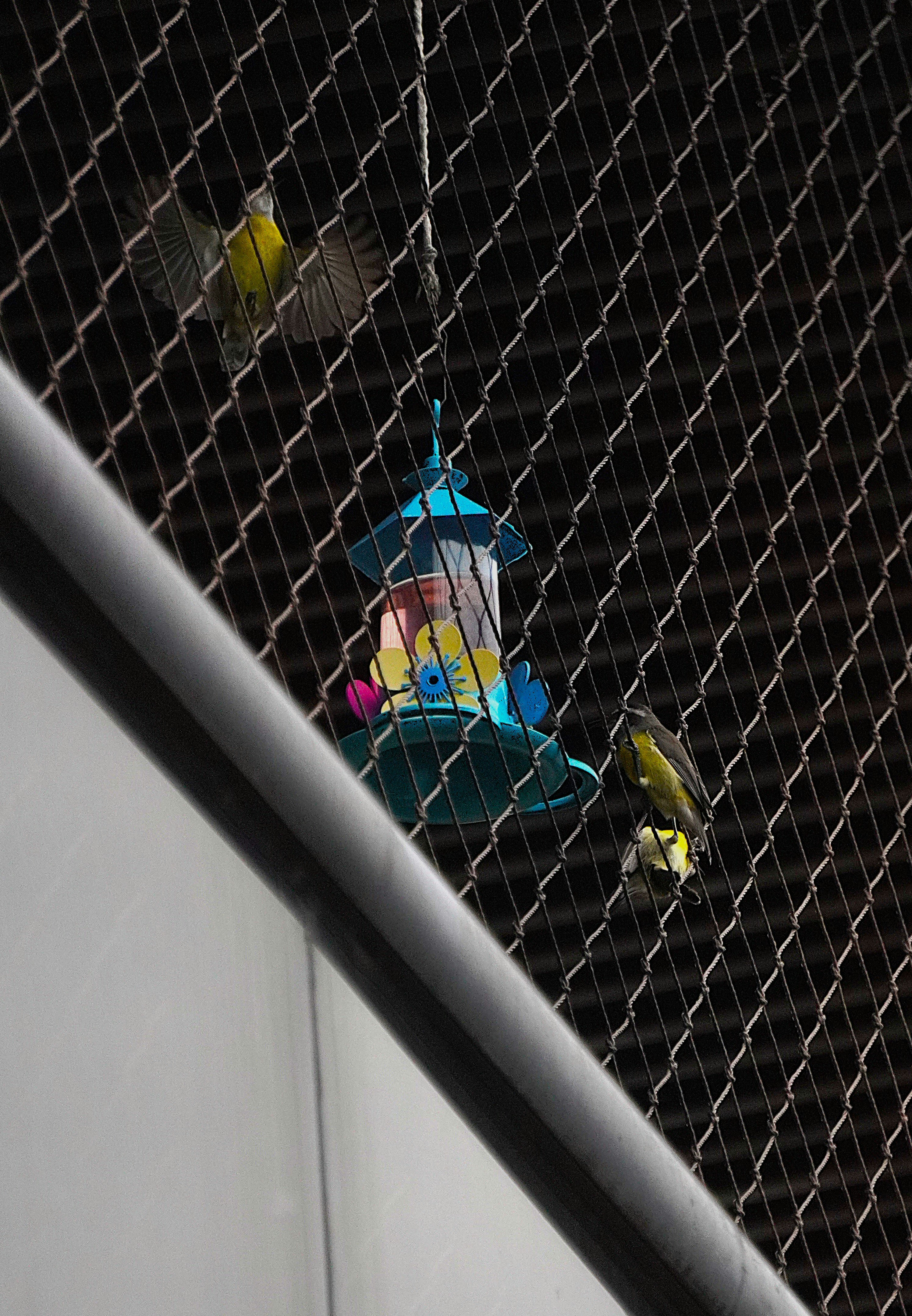 Birds and lanterns behind a diamond mesh